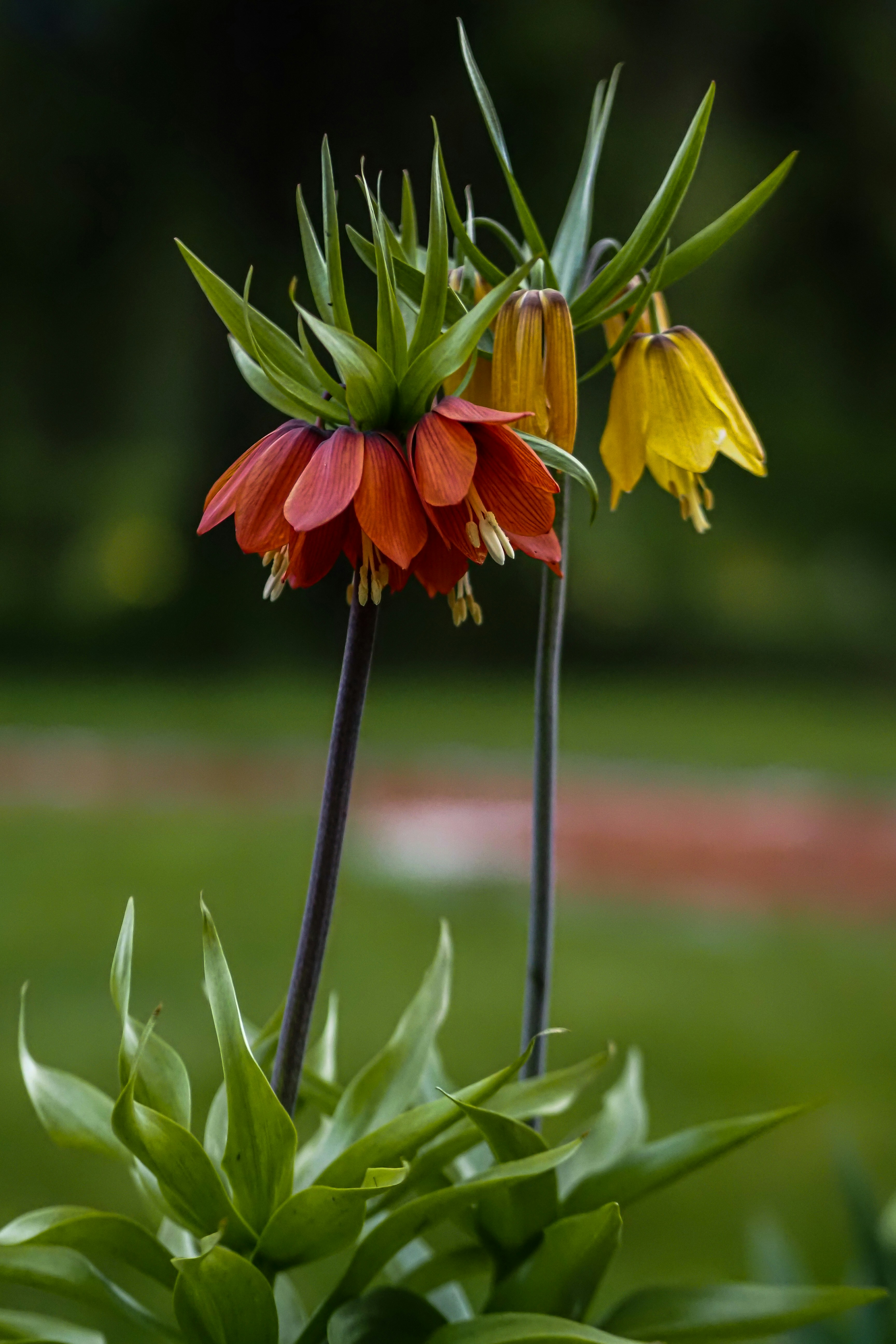 Crimson and Amber Crown Imperial Bells Tilt Toward Light in a Quiet Garden