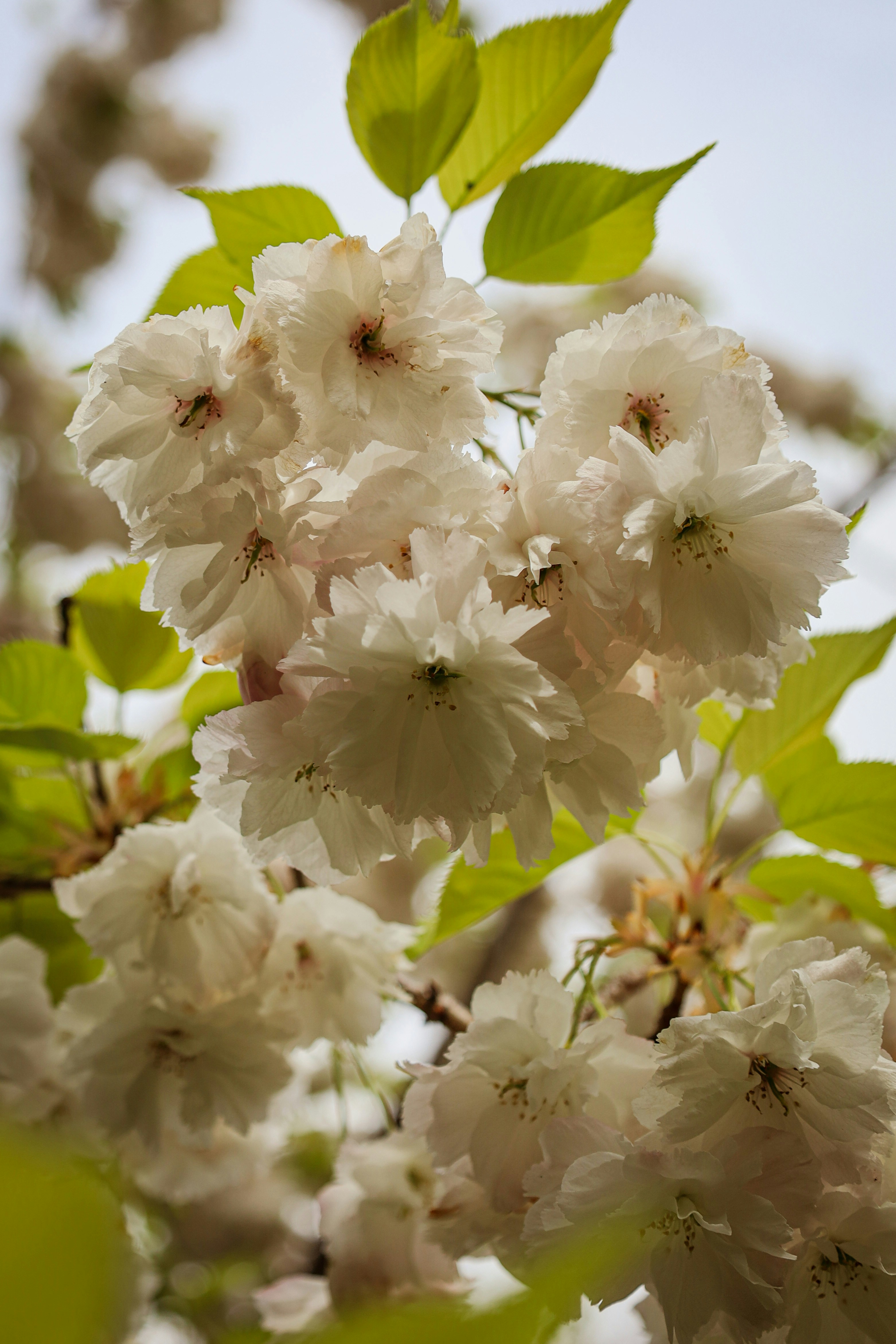 Sunlit Whispers: White Cherry Blossoms Framed by Fresh Green Leaves