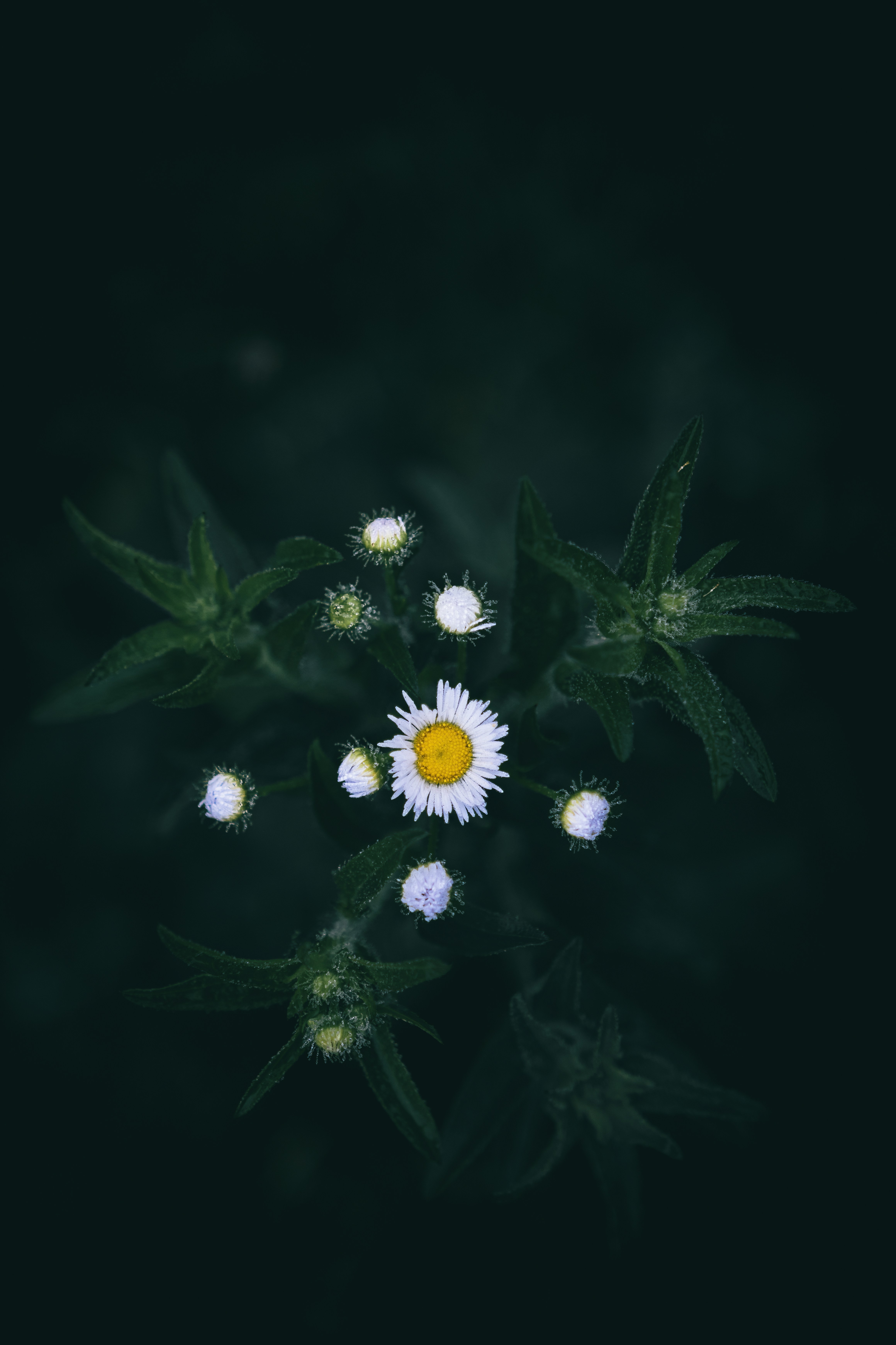 Daisy Chorus: A Central Bloom Amid Quiet Greens