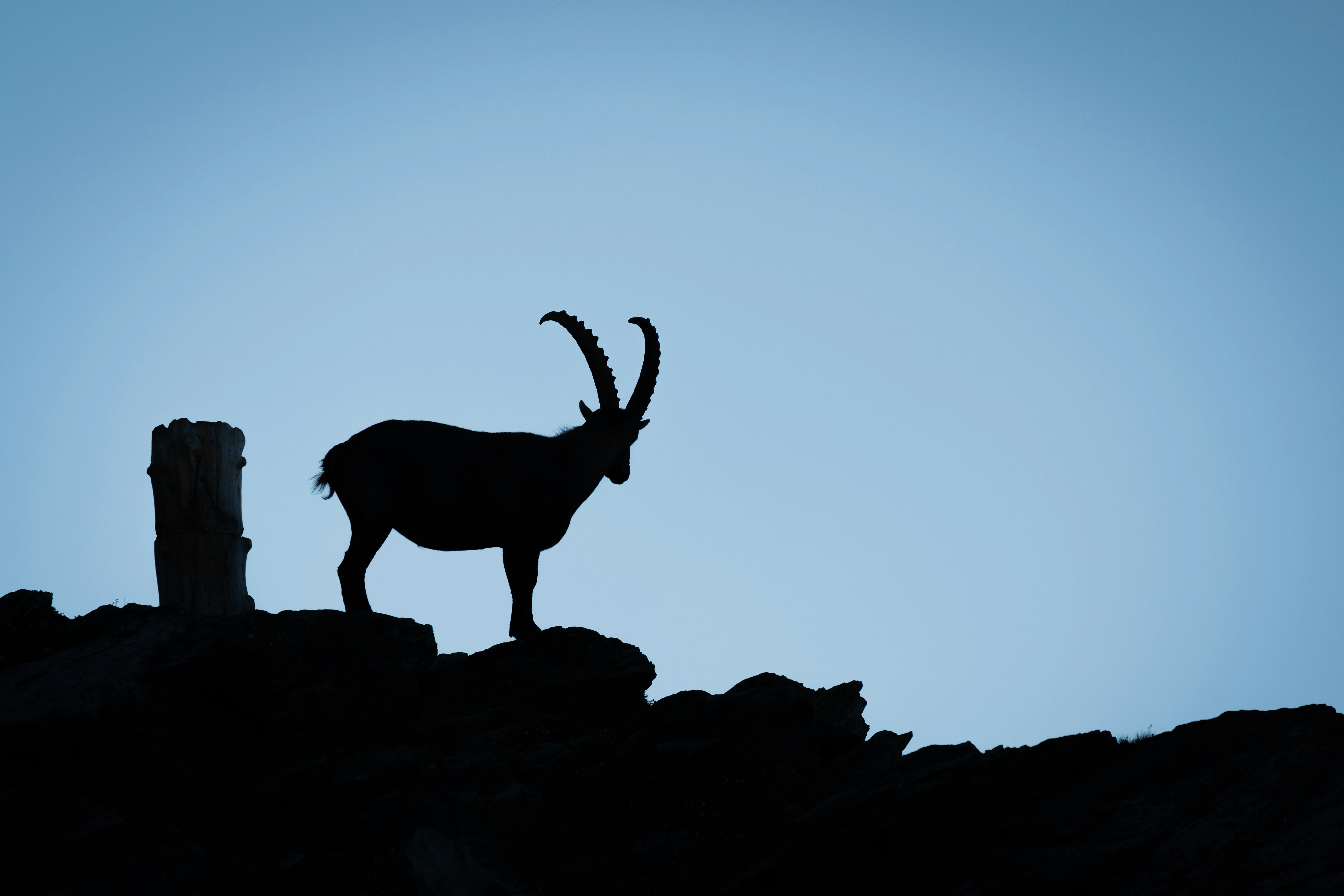 A goat standing on top of a rocky hill photo – Free Zermatt Image on ...