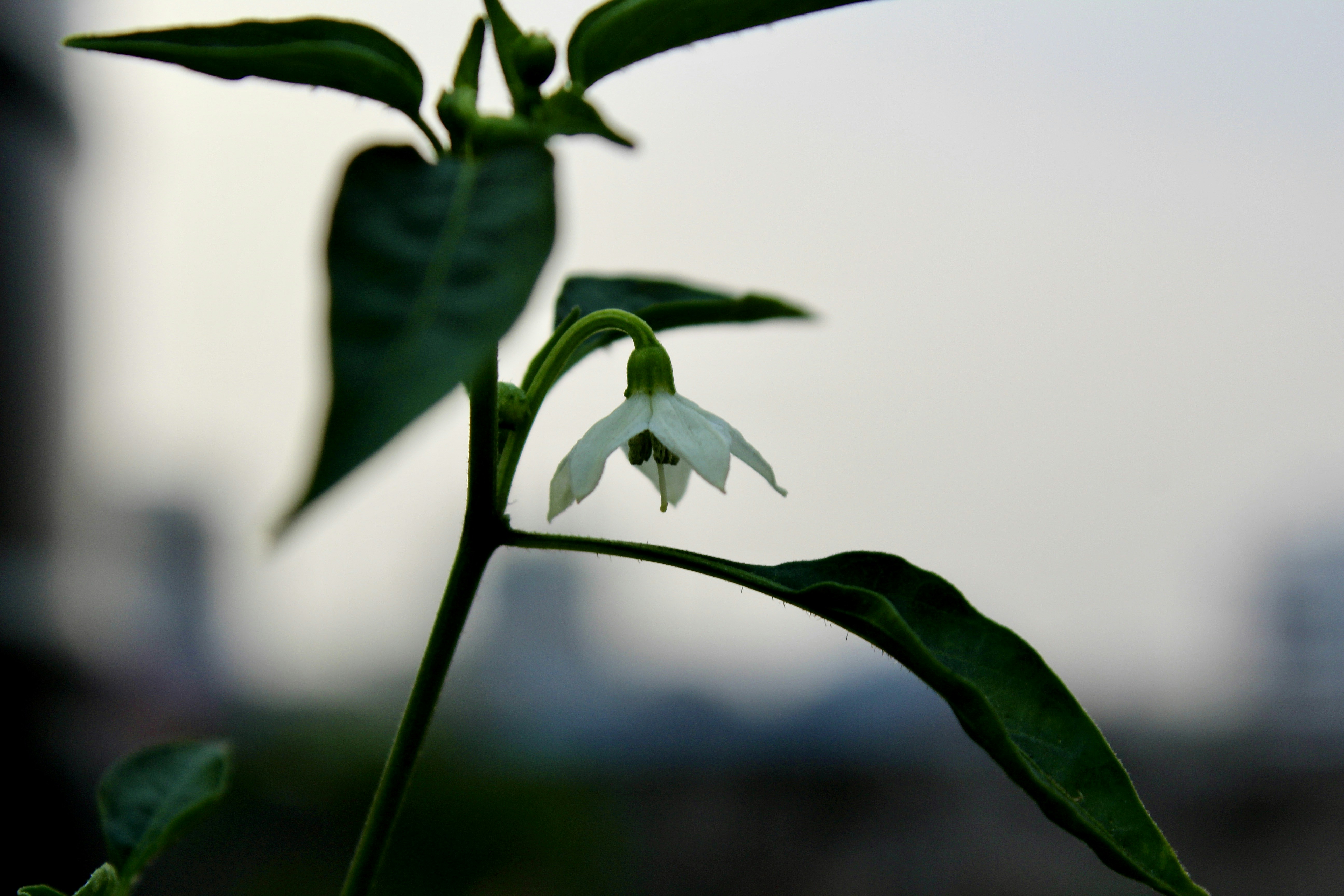 a close up of a plant with a building in the background