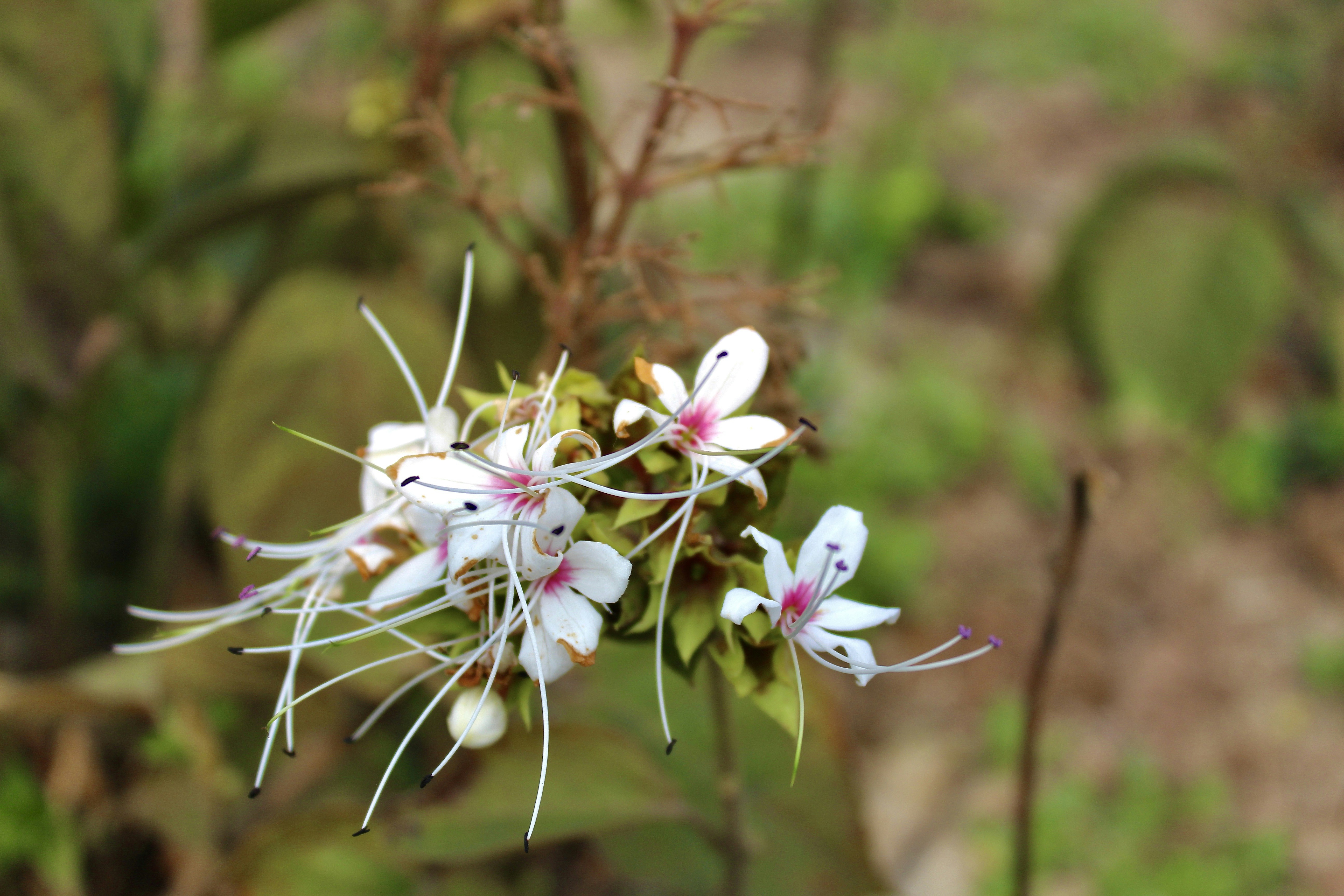 Stamen Whisper: White Blossom Cluster in a Soft-Focus Green