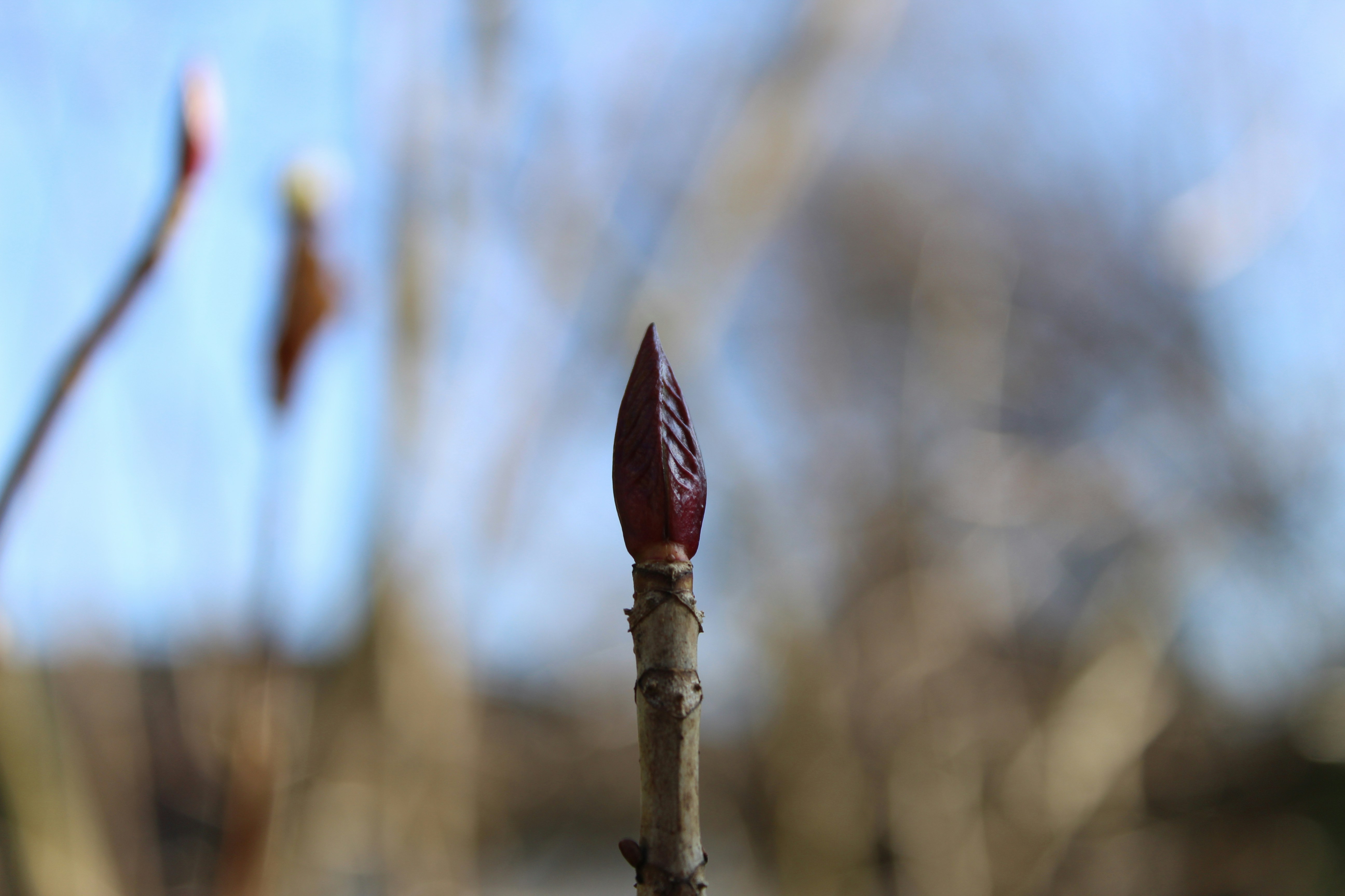 Crimson Tip in Focus: a Bud Anchored in Soft Spring Blur