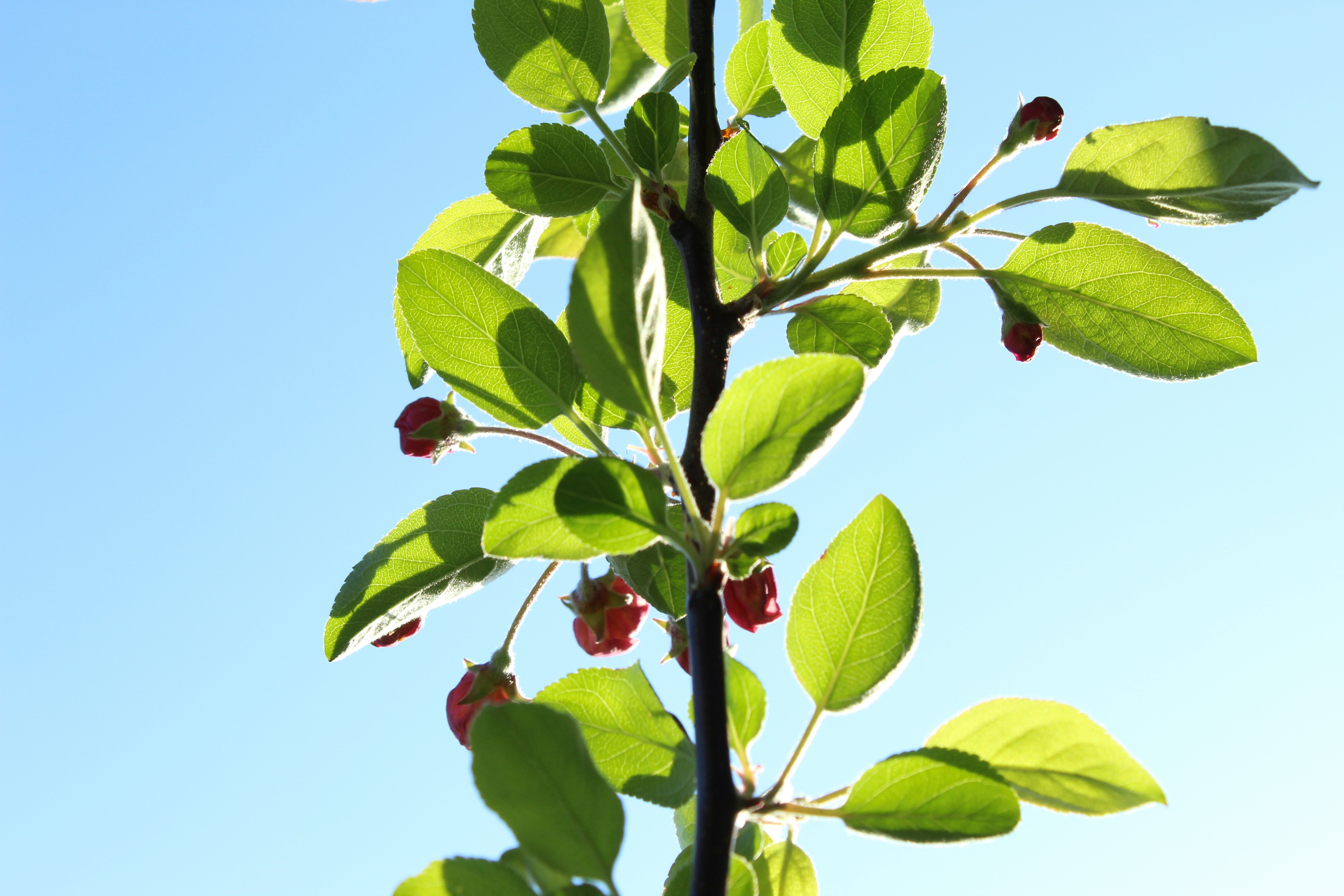 Vertical Stem, Sunlit Leaves and Red Buds Against a Bright Sky