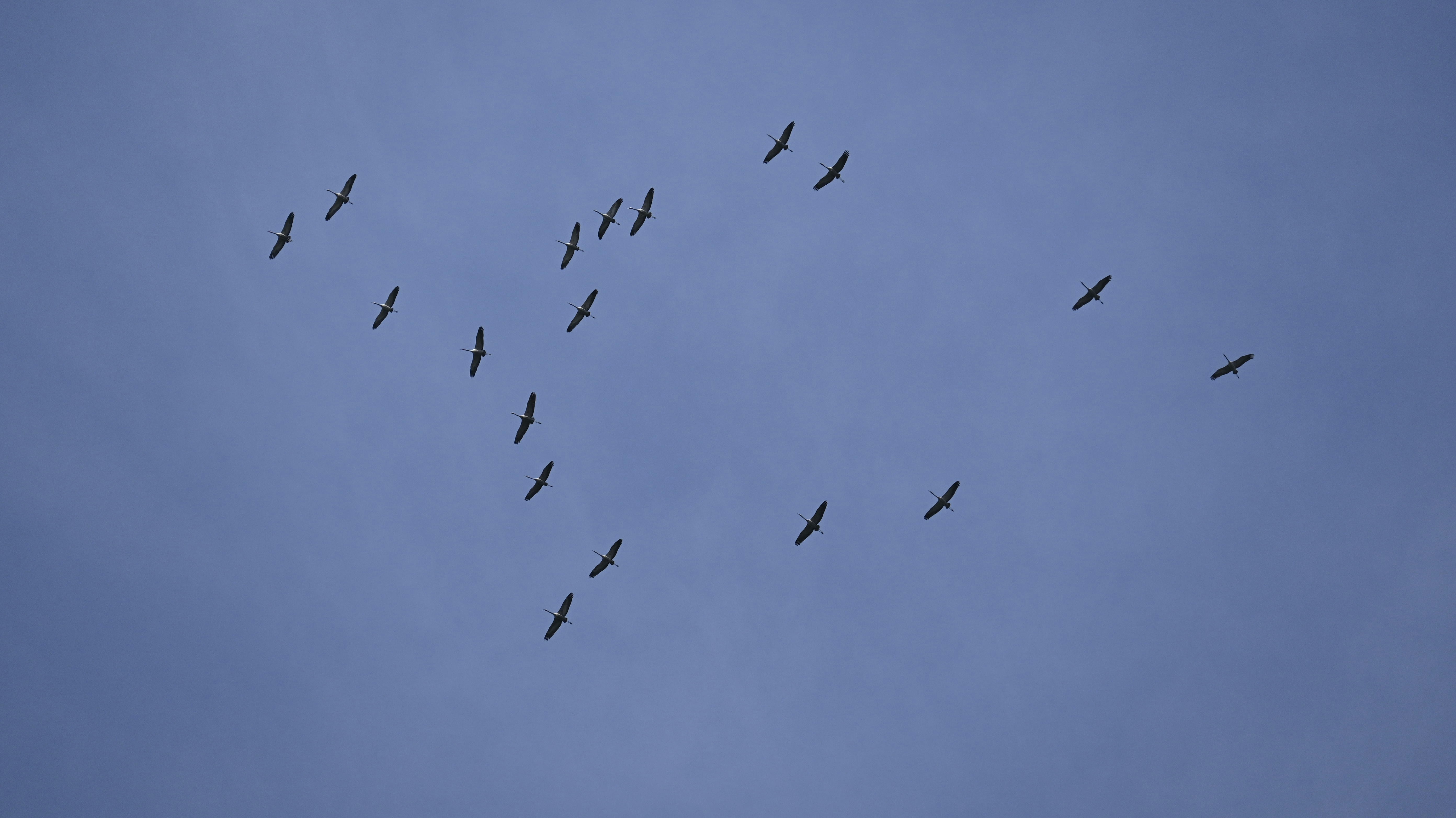 Wings in a Quiet Arc Across a Pale Blue Sky