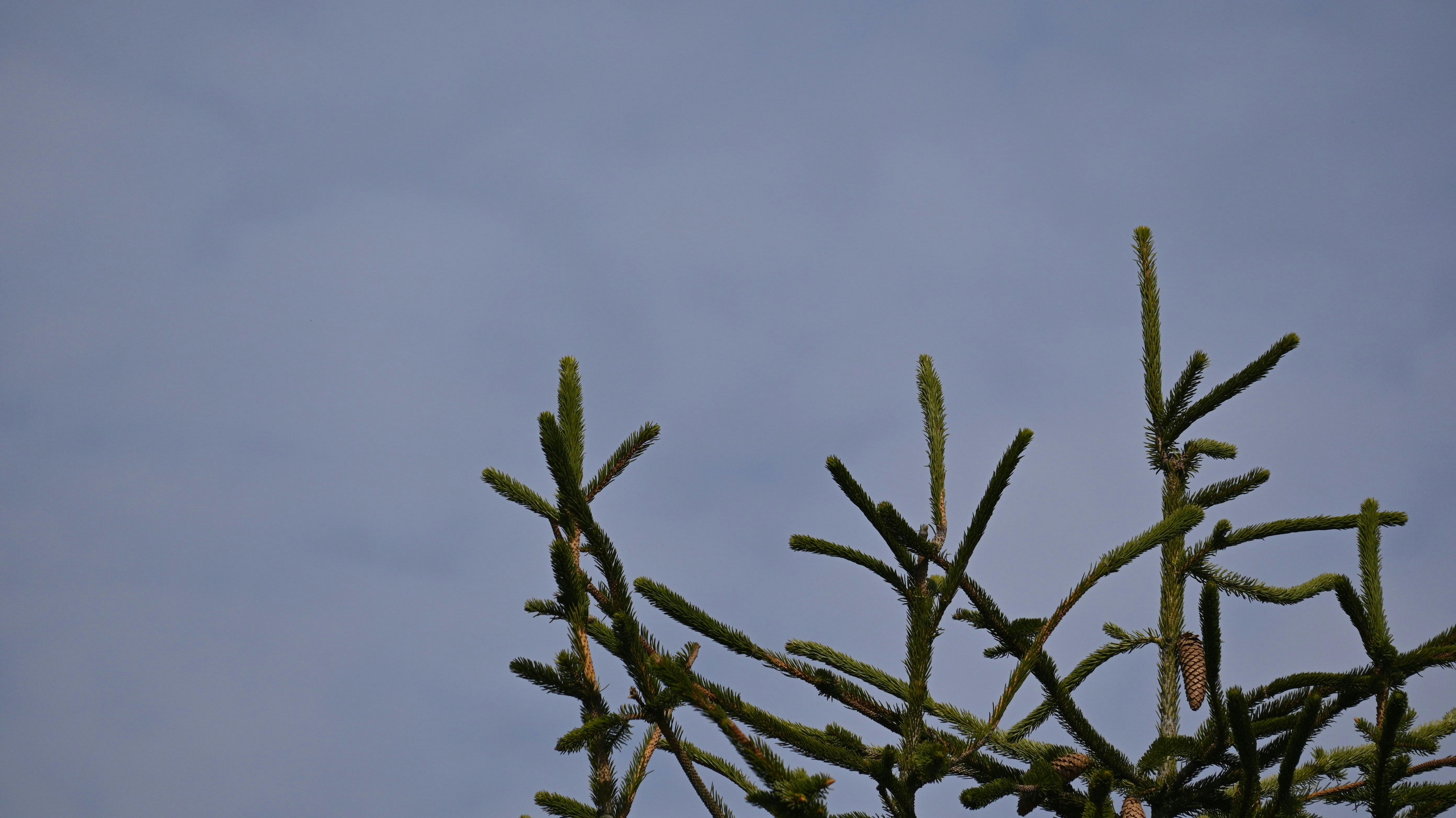 minimal, tree, pin, sky,