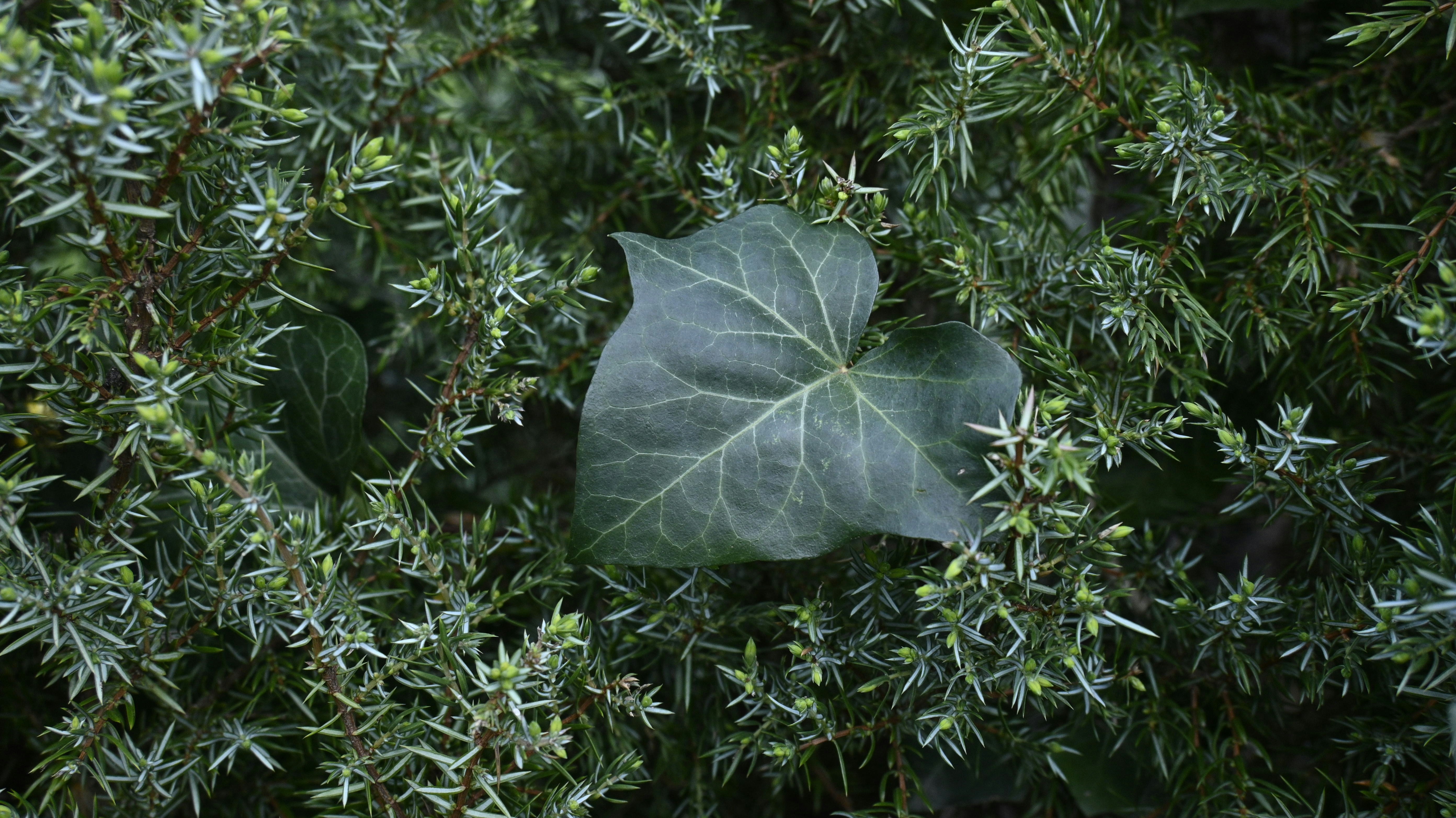 Heartleaf Emerges in a Hedge of Needle Greens