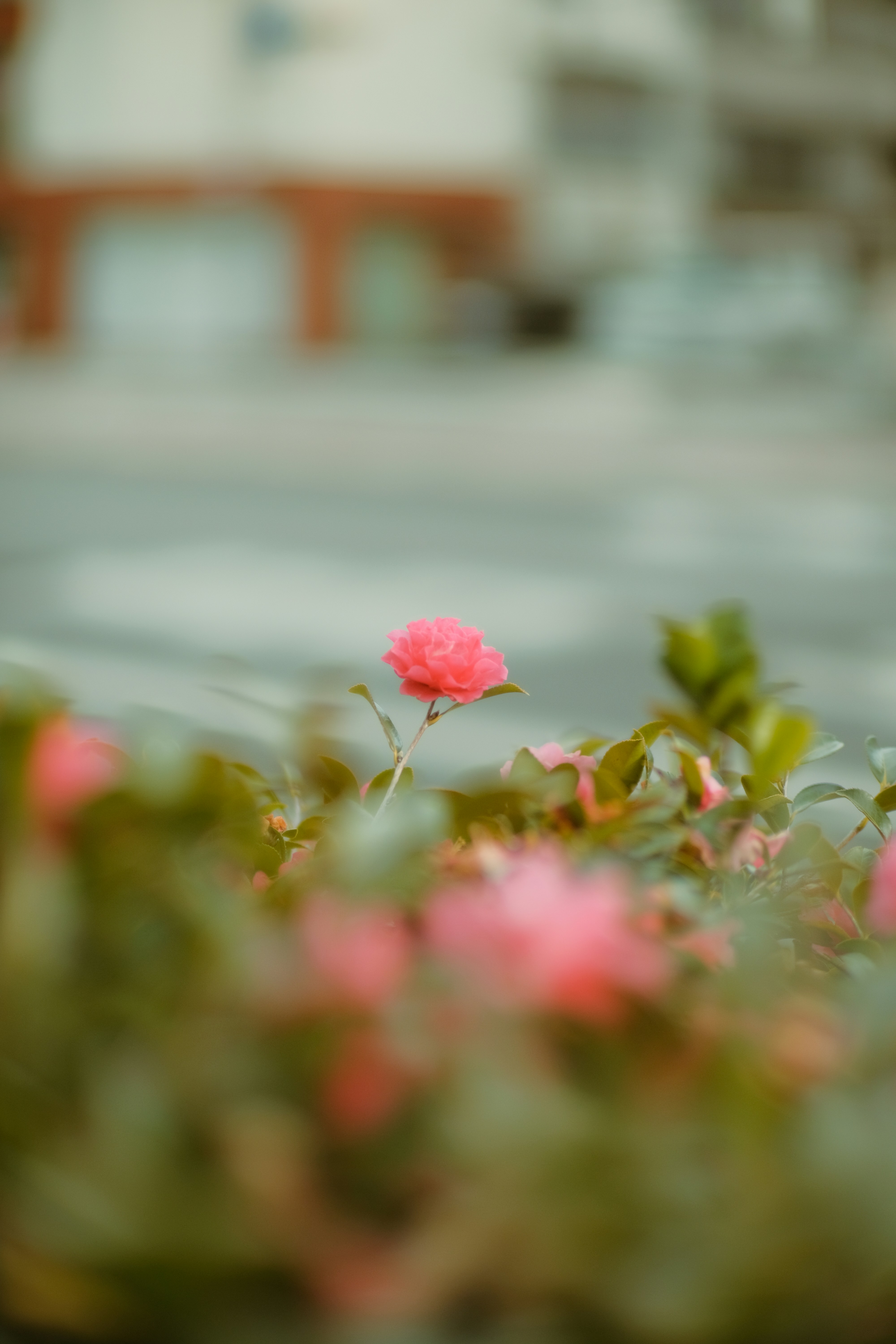 Single Pink Bloom Rising Above Soft-Focused Groundscape