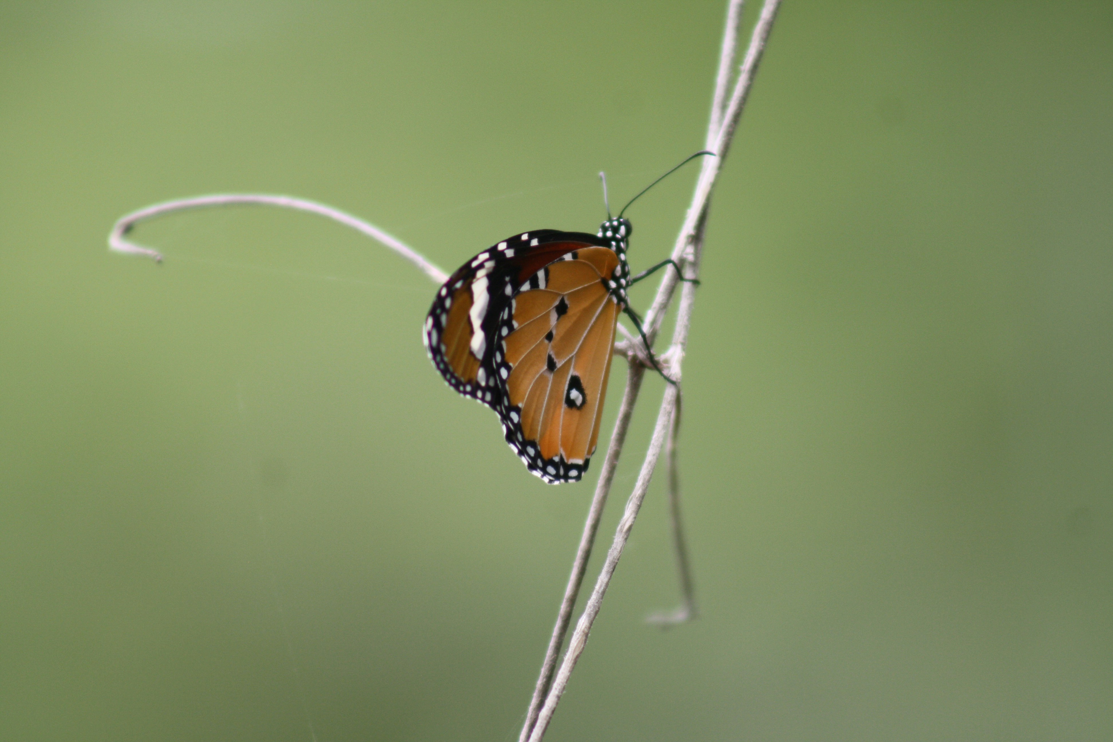 Citrus Wing Rest on a Delicate Stem