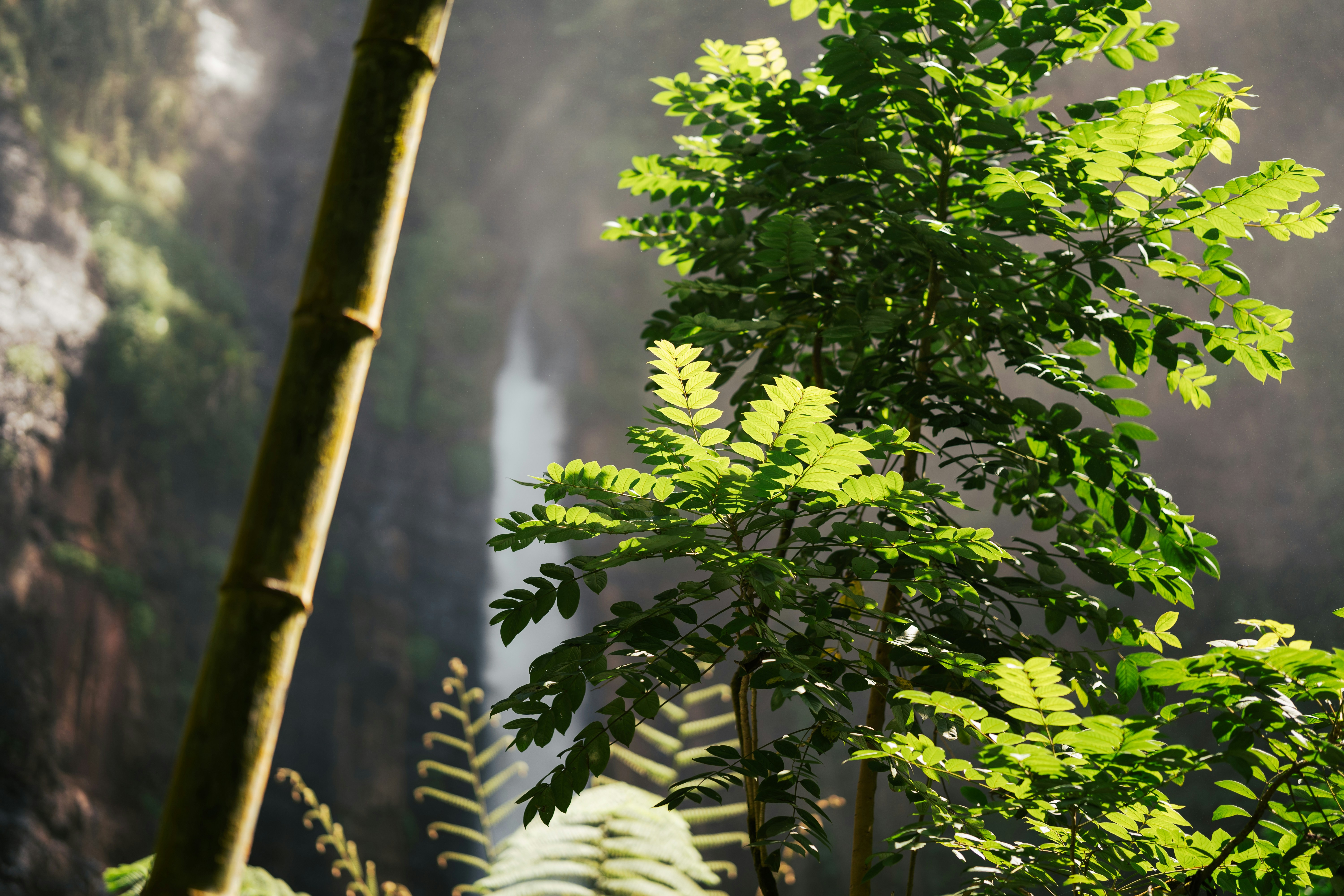 Sunlit Fern Fronds on a Quiet Green Stage
