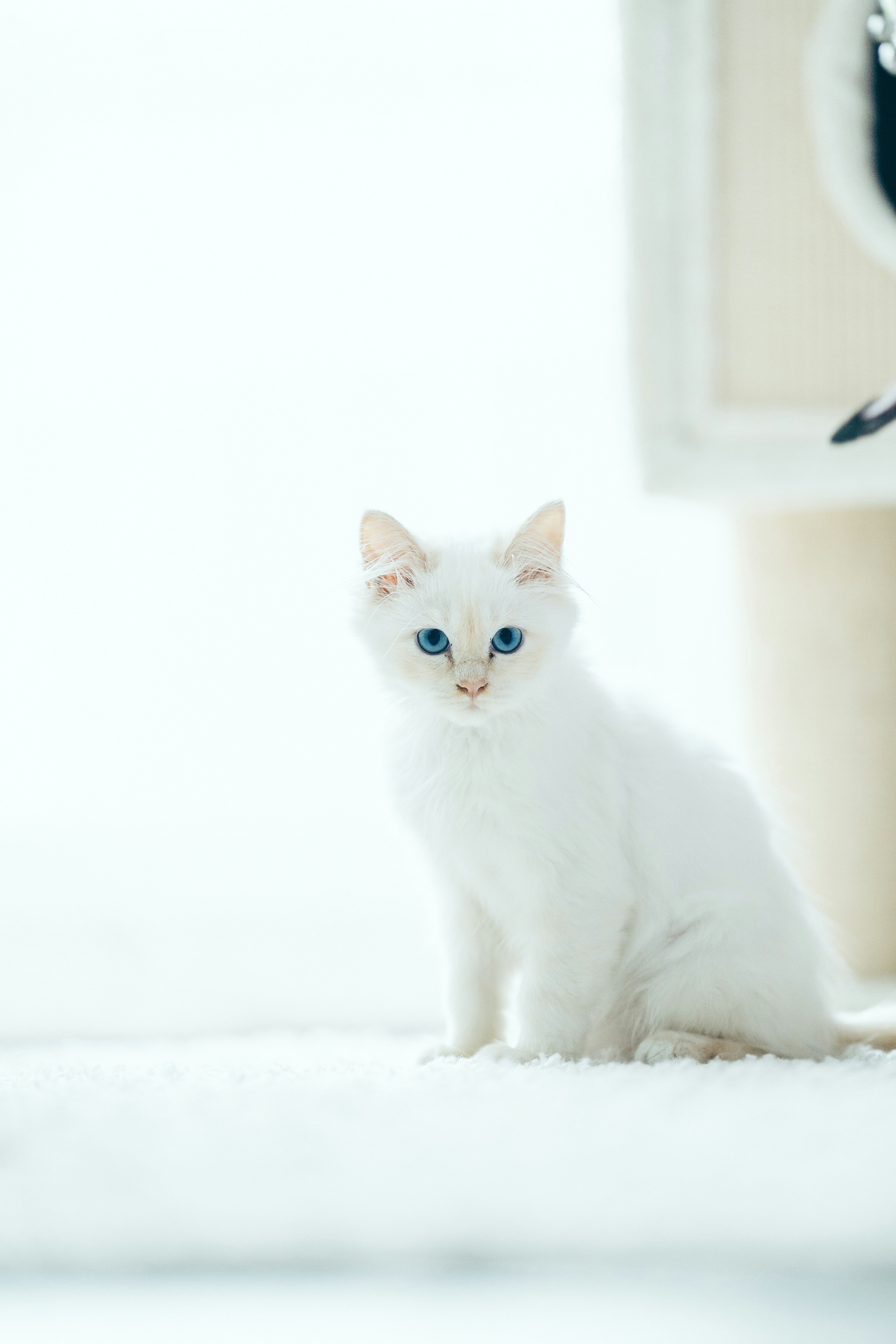 A white cat with blue eyes sitting on the floor photo – Free Cat Image ...