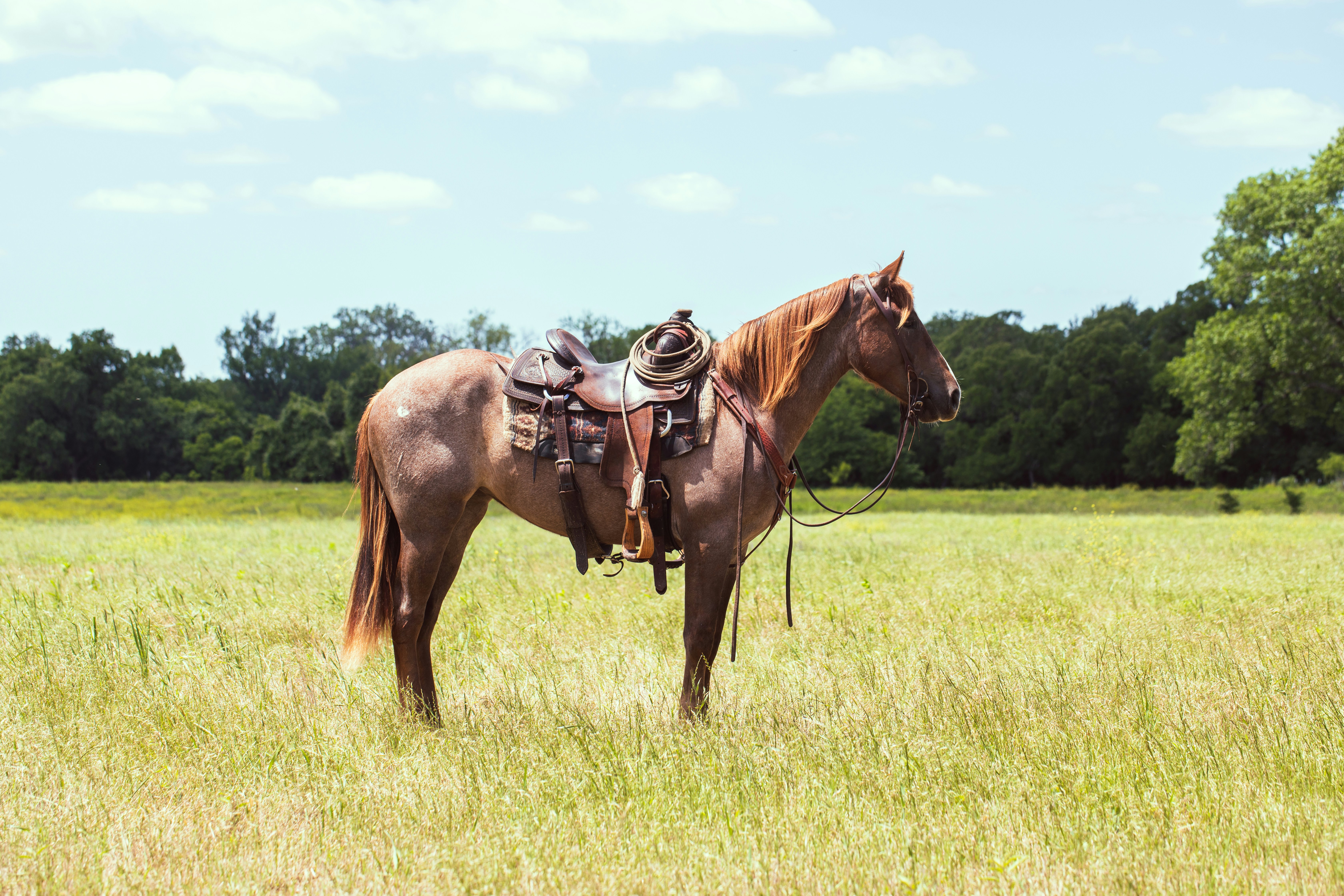 Saddled horse standing in a green field under a partly cloudy sky.