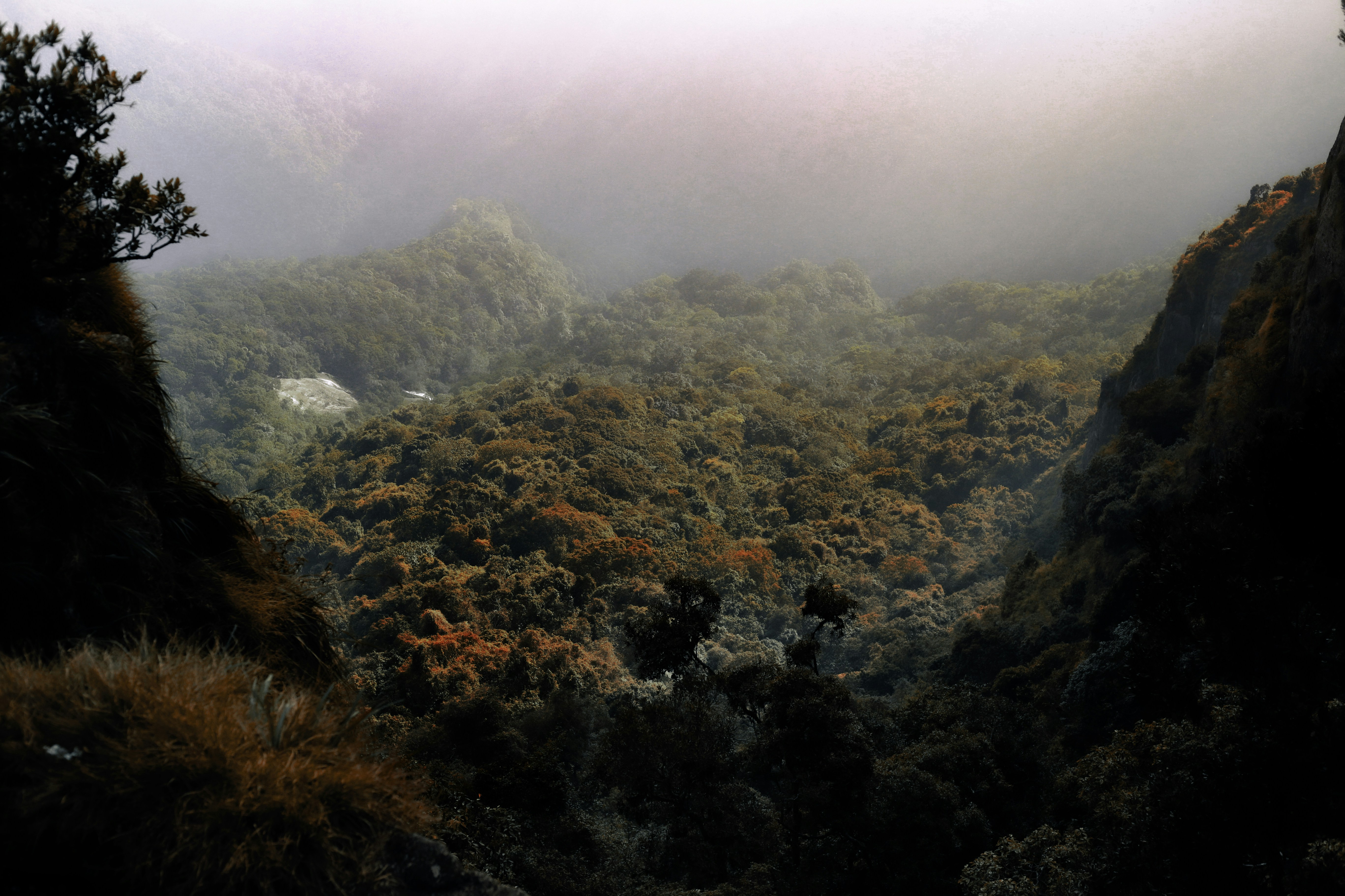 A view of a forest from a high point of view photo – Free Wallpaper 4k ...