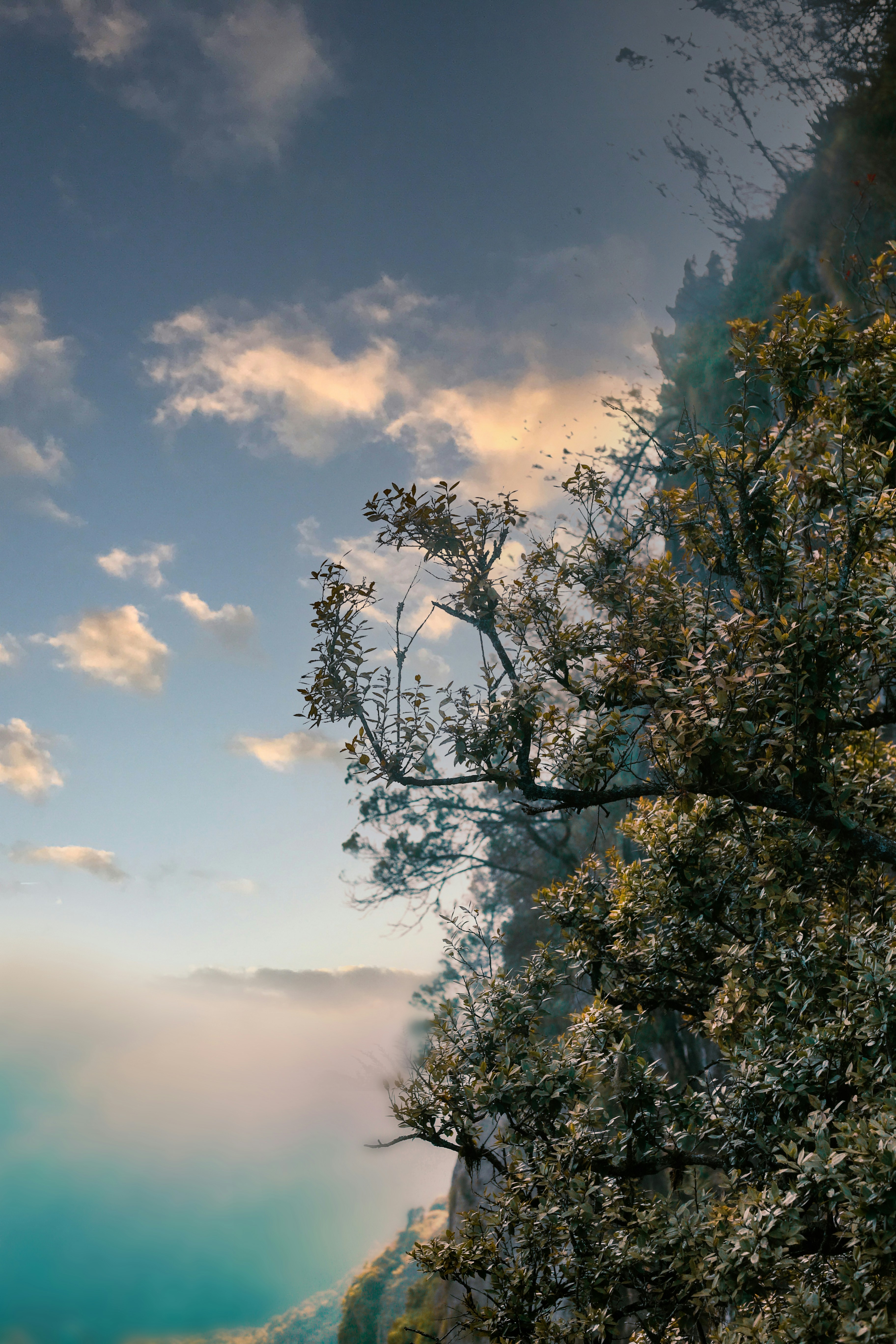 Cliffside Skyward: A Quiet Confluence of Sea Mist and Oak