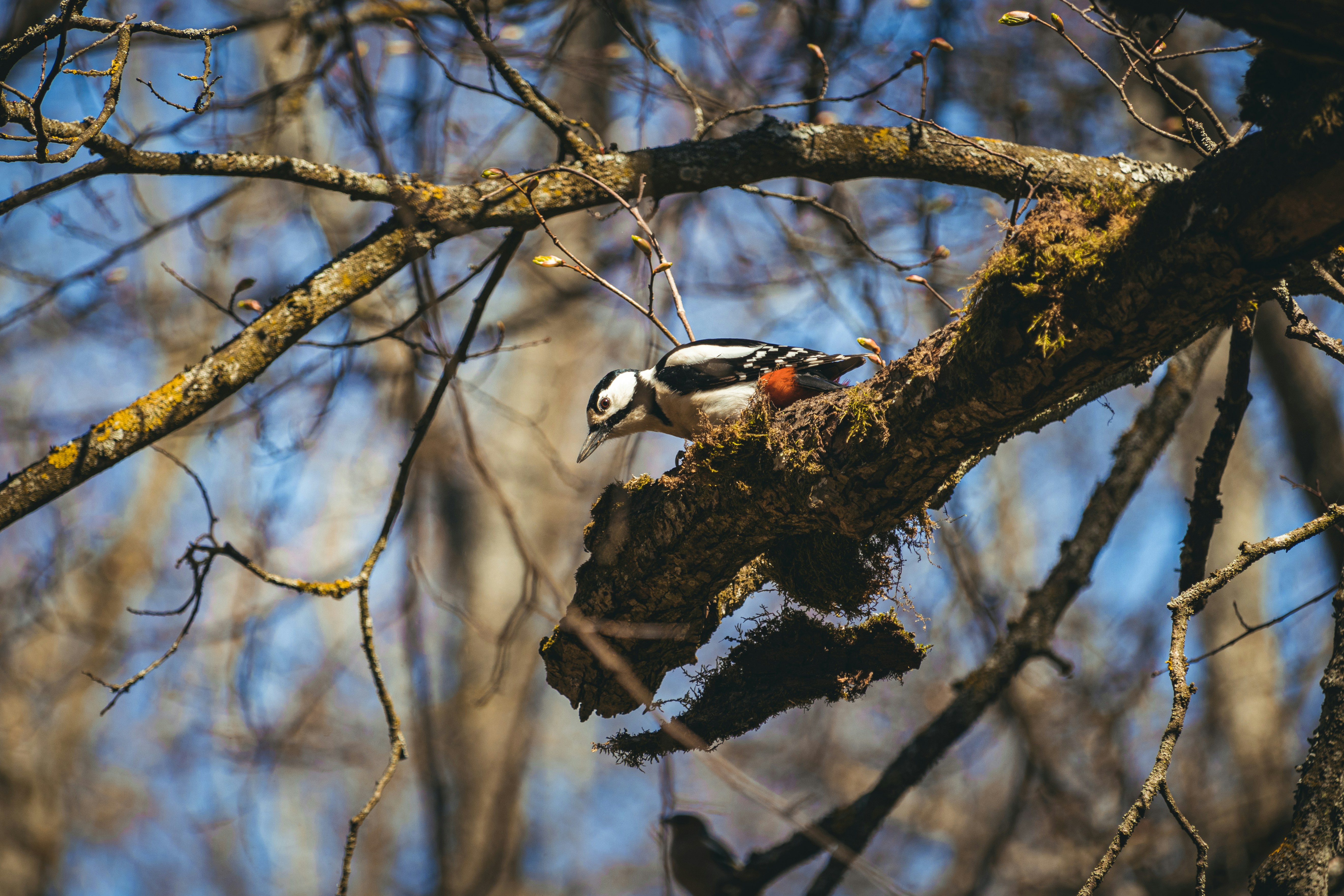 Winter Light on a Mossy Branch: A Woodpecker's Quiet Moment
