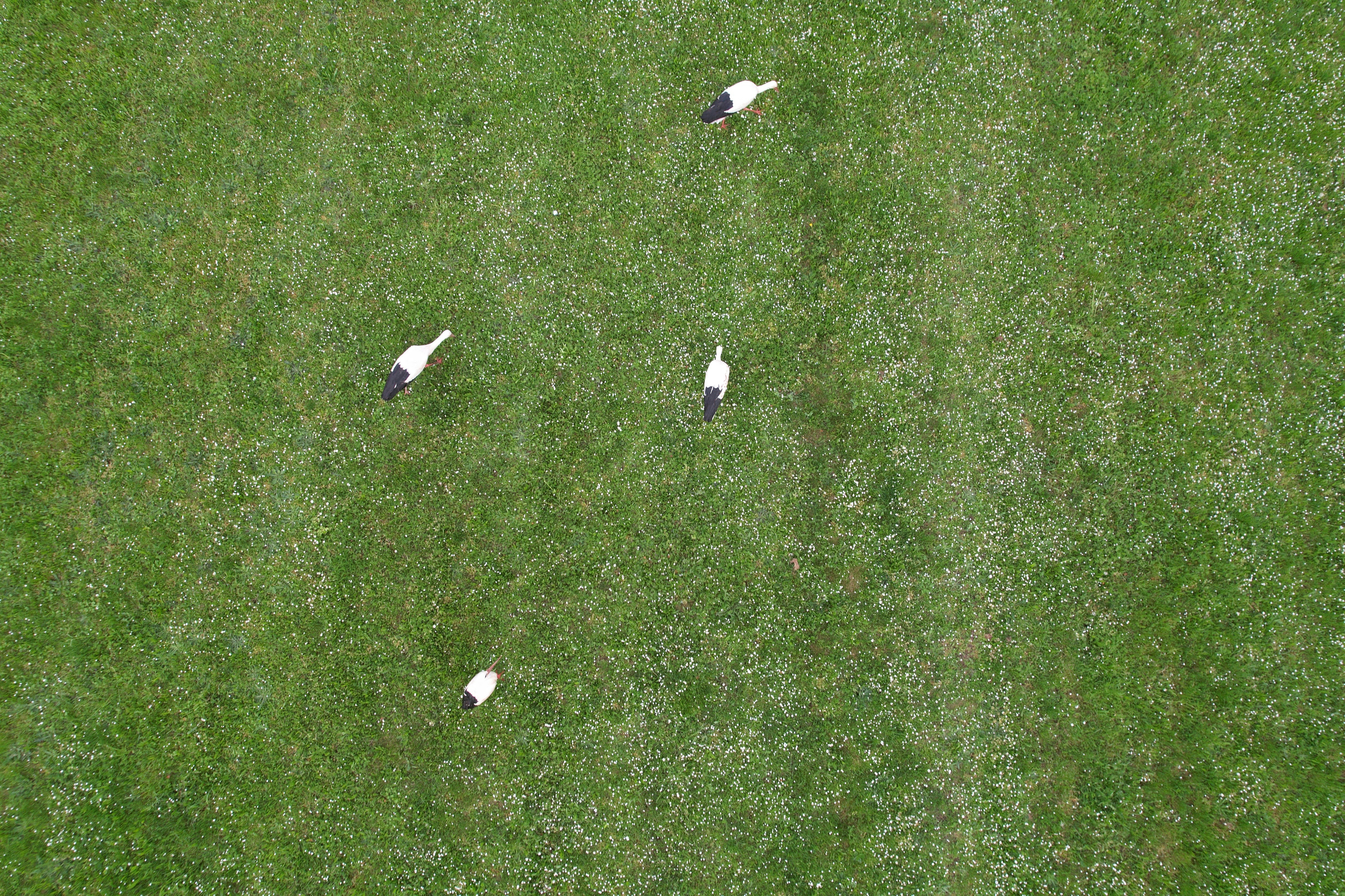 Five White Silhouettes Drifting Across a Patchwork Meadow