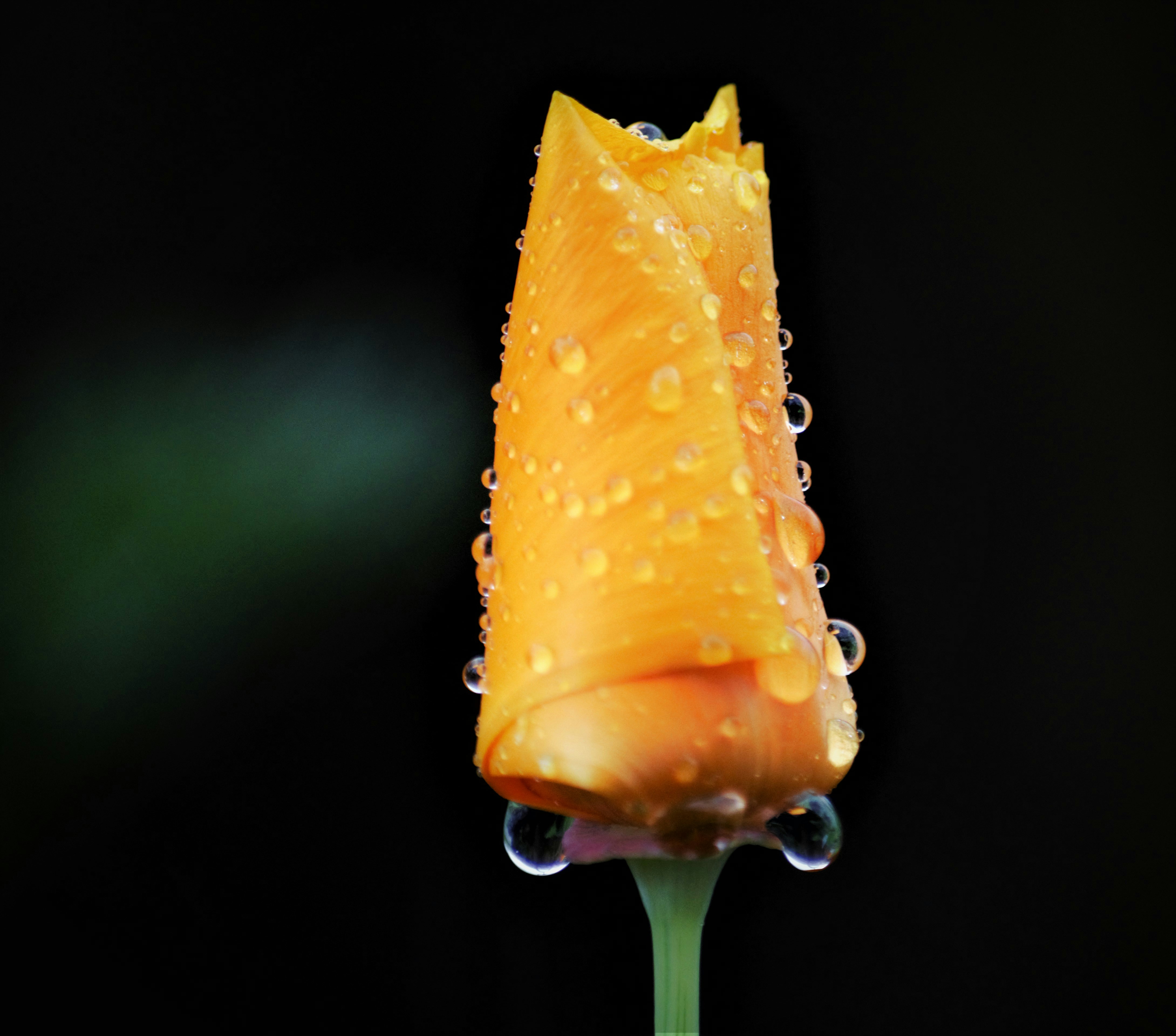 Dew-Kissed Orange Rosebud: A Macro Portrait in Velvet Darkness