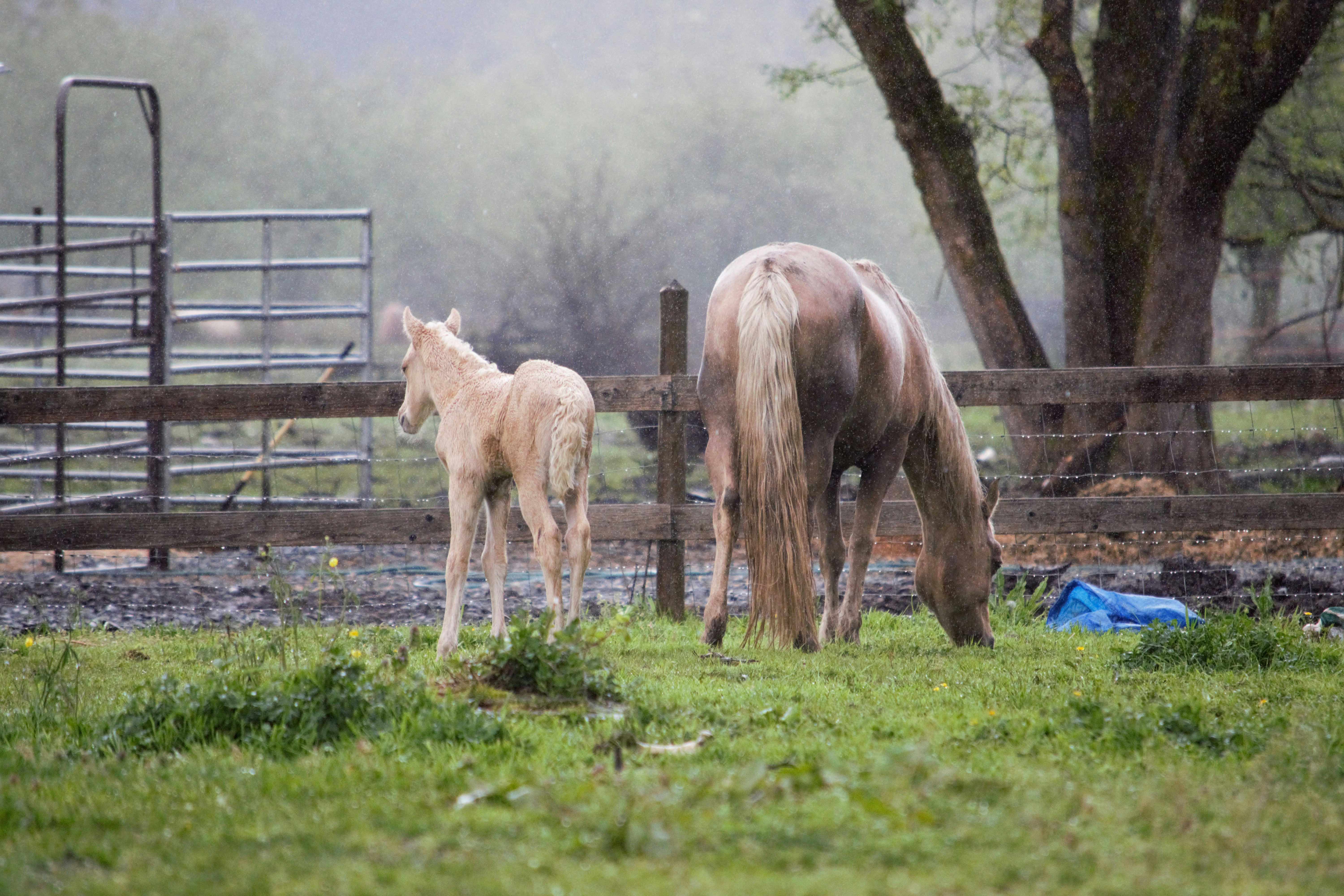 Mistbound Foal by the Farm Fence: A Quiet Equine Moment