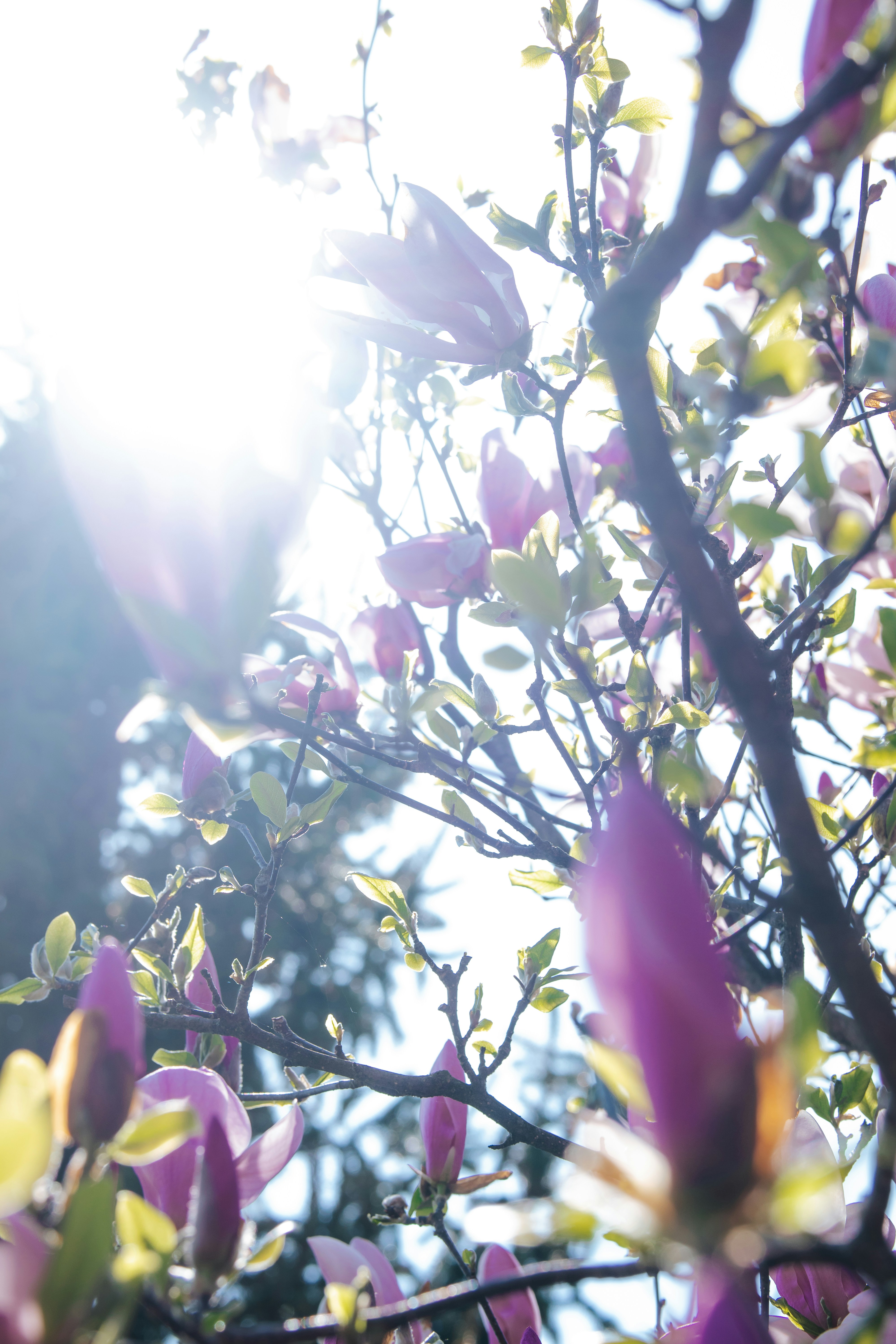 Backlit Pink Magnolia Buds Through a Luminous Spring Branch