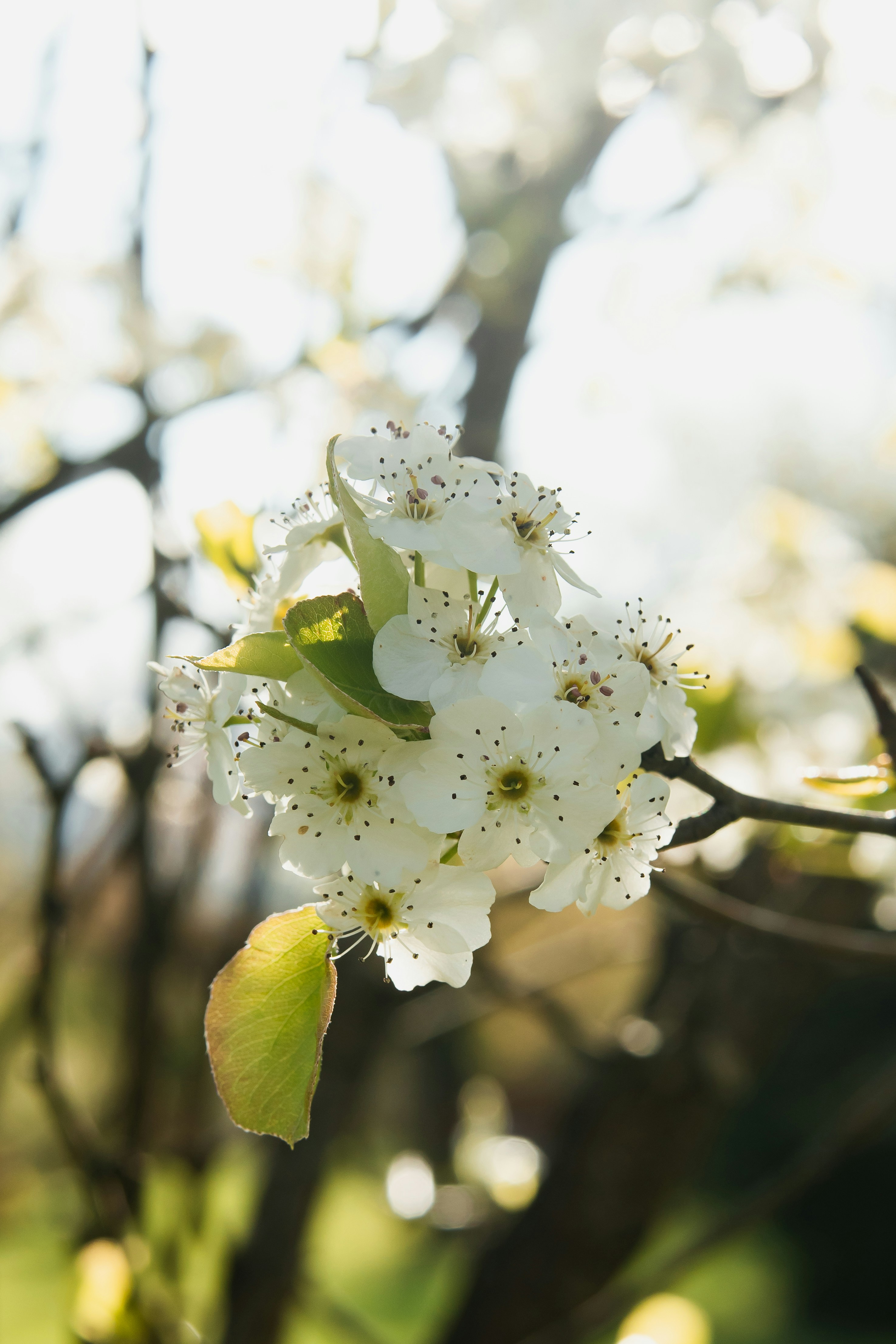 Blooming White Cascade: Delicate Pearly Flowers in Soft Sunlight
