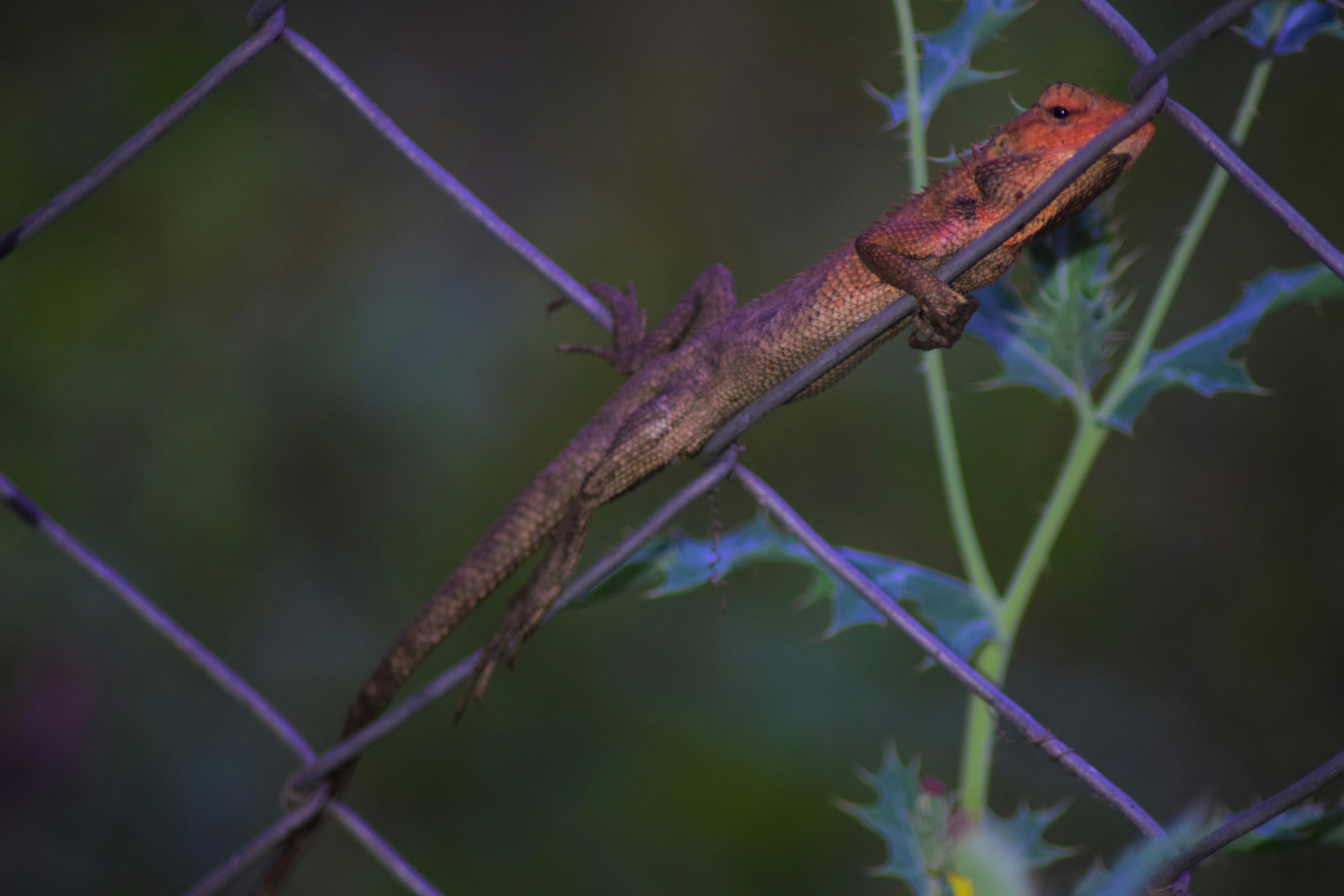 Lizard's Perch: Nature's Balance on Wire
