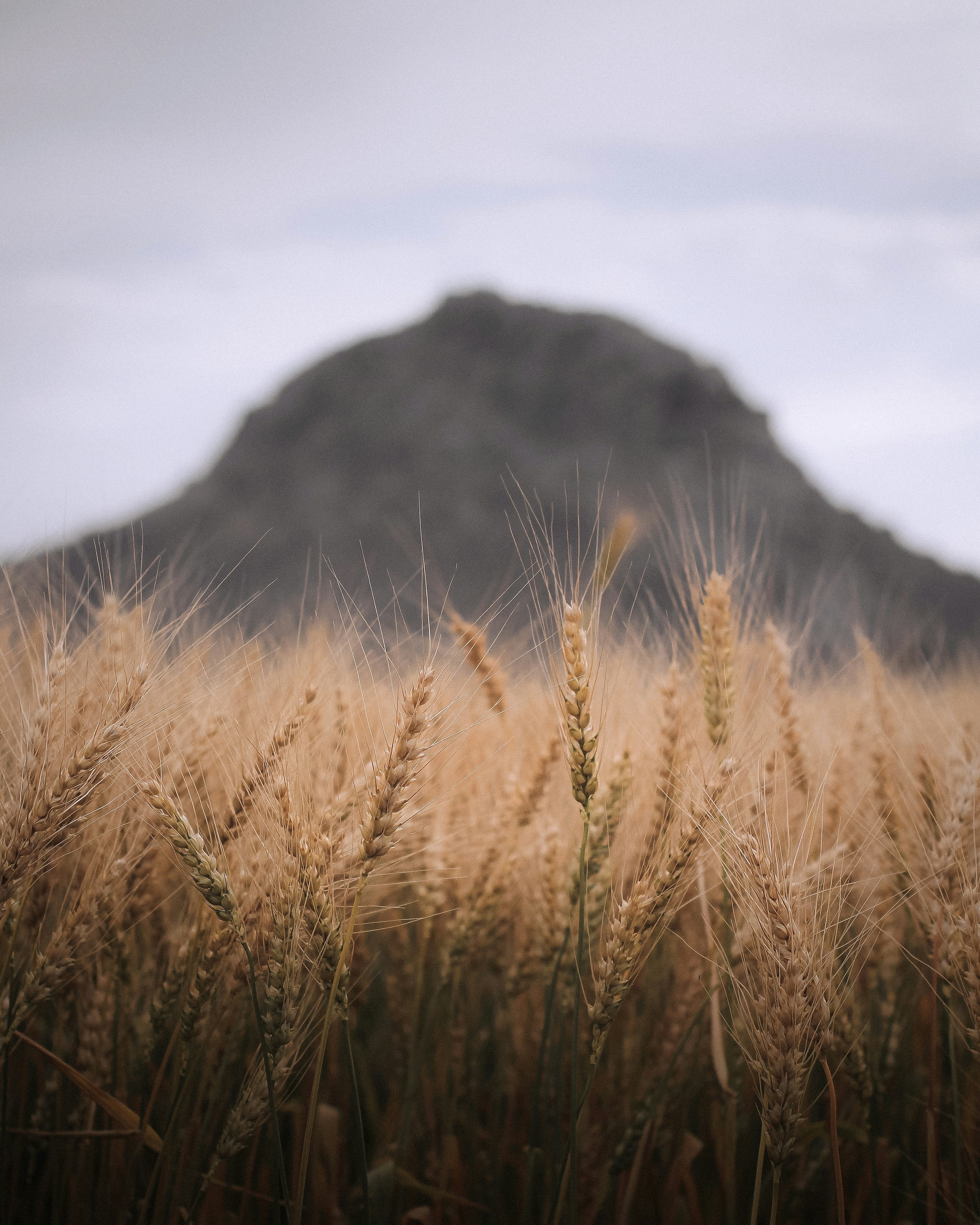 A field of wheat with a mountain in the background photo – Free Nature ...
