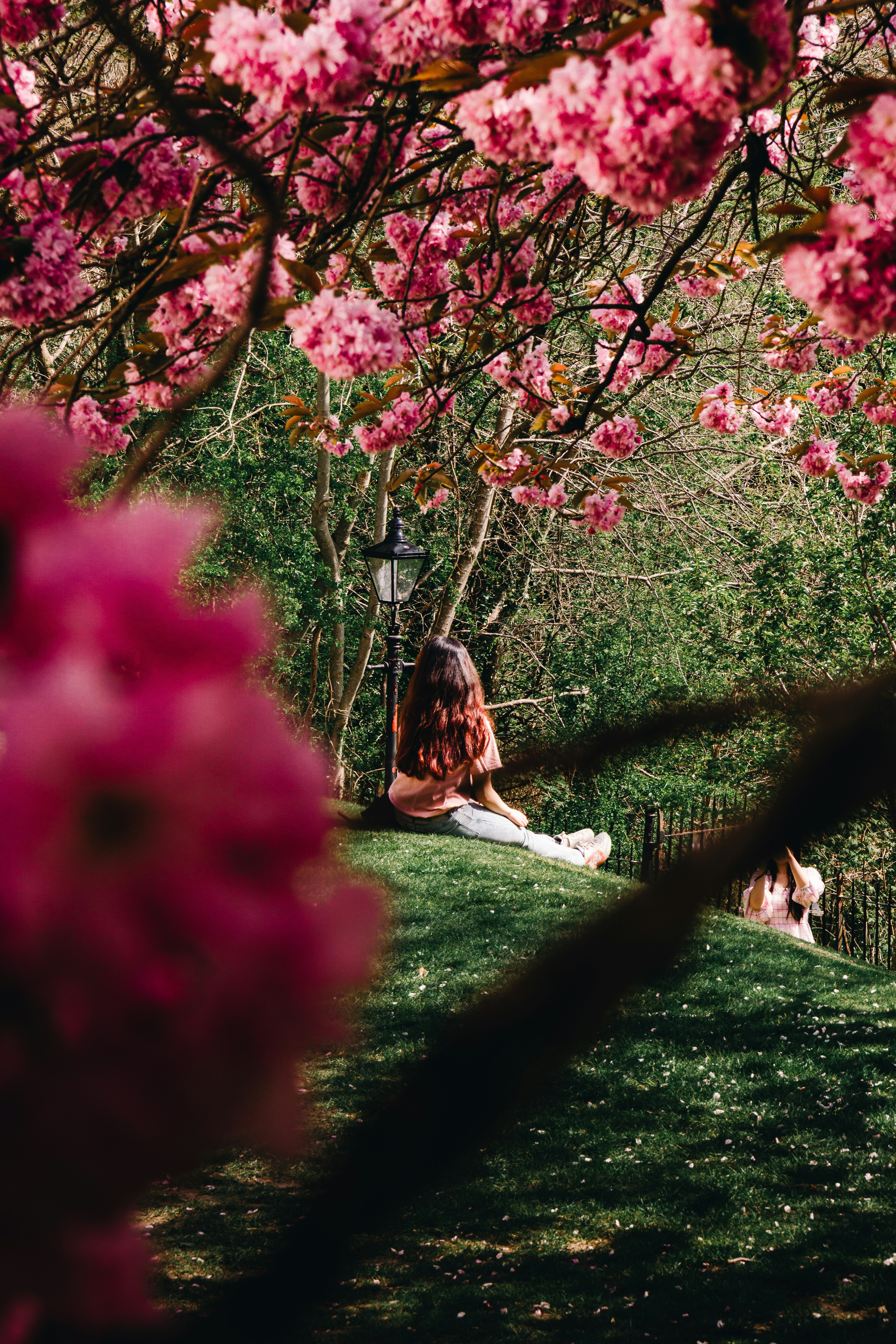Sitting Beneath a Rosy Spring Canopy: A Quiet Moment in Bloom