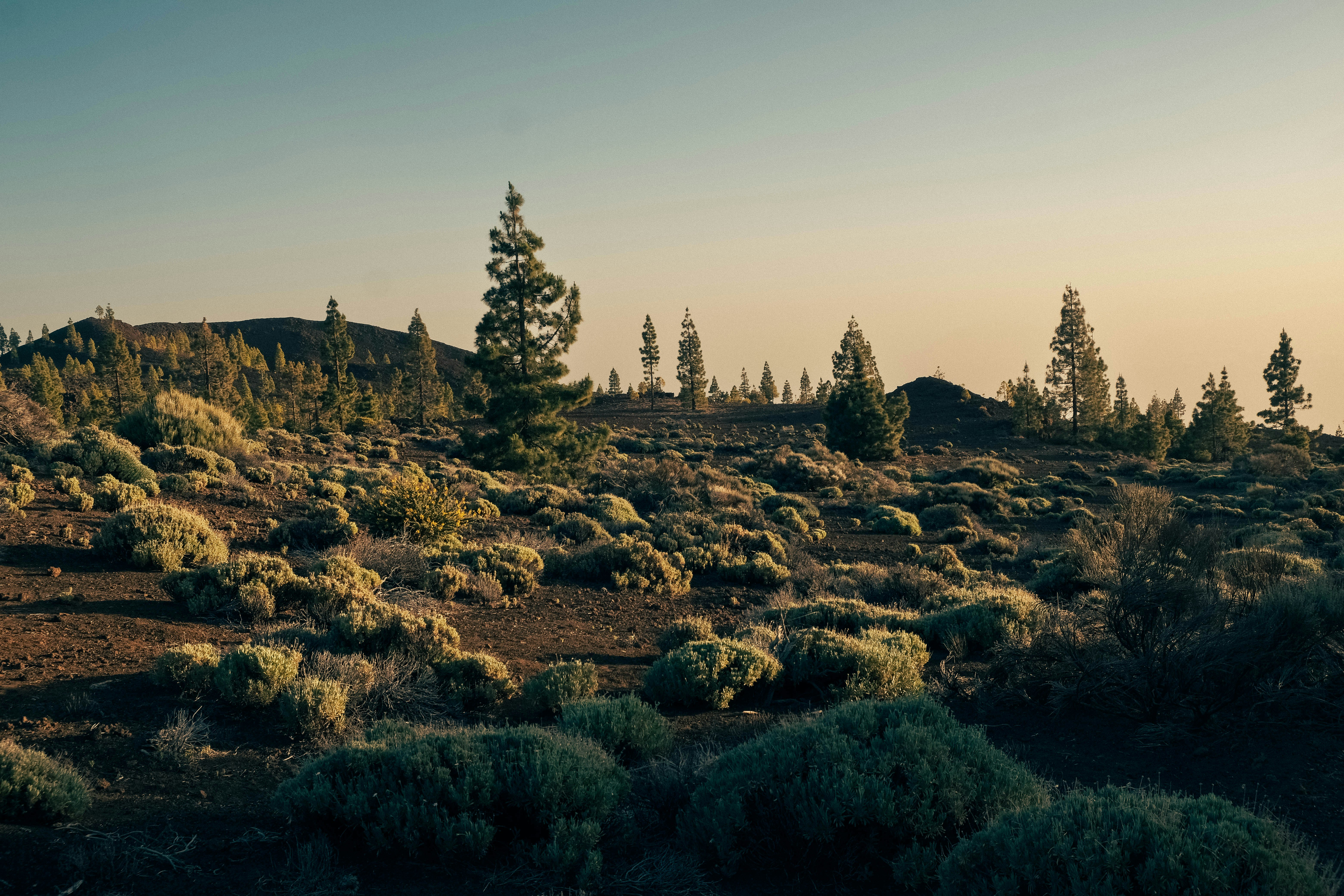 Sunlit sagebrush and scattered trees under a clear sky near dusk.