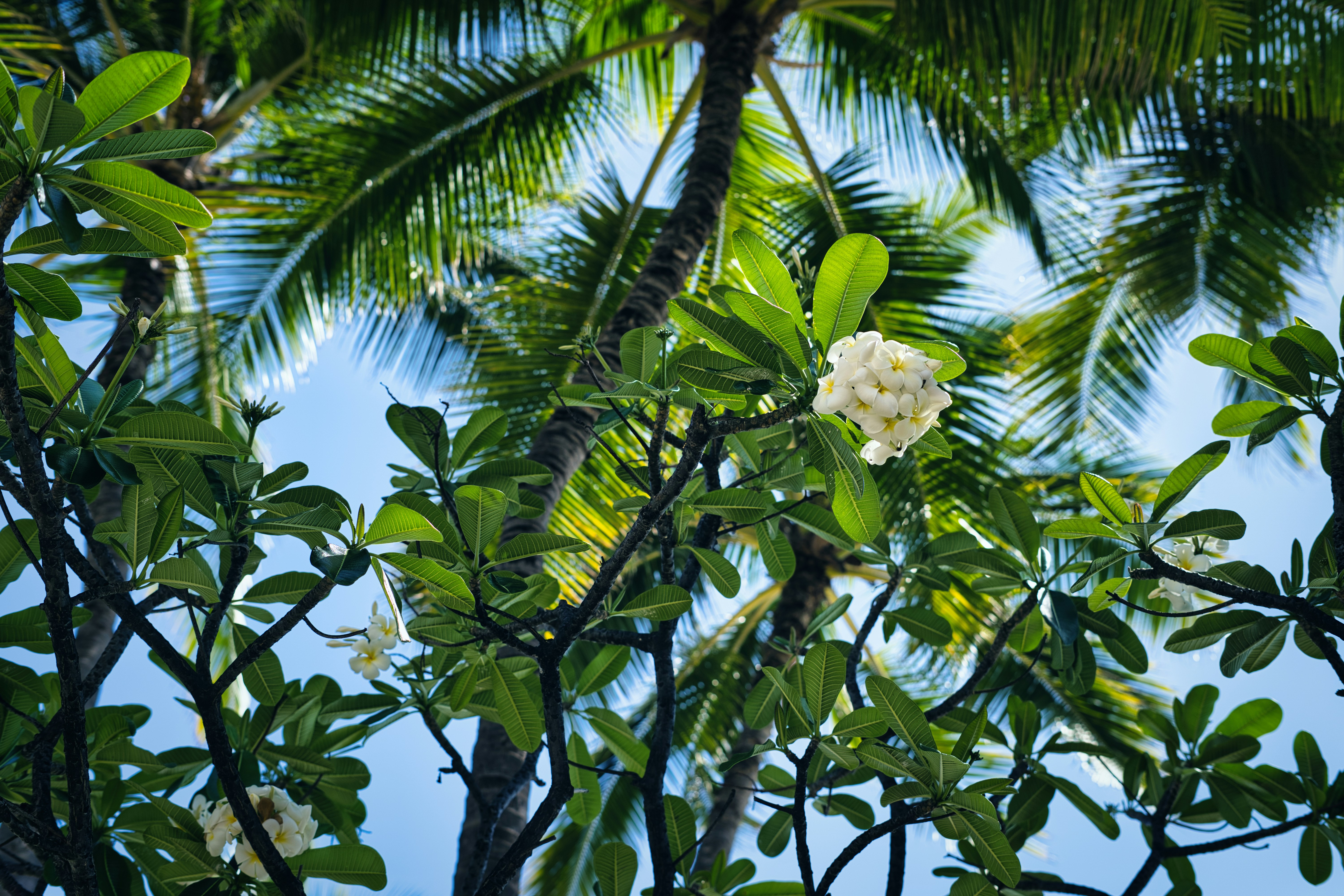 Tropical Canopy Symphony