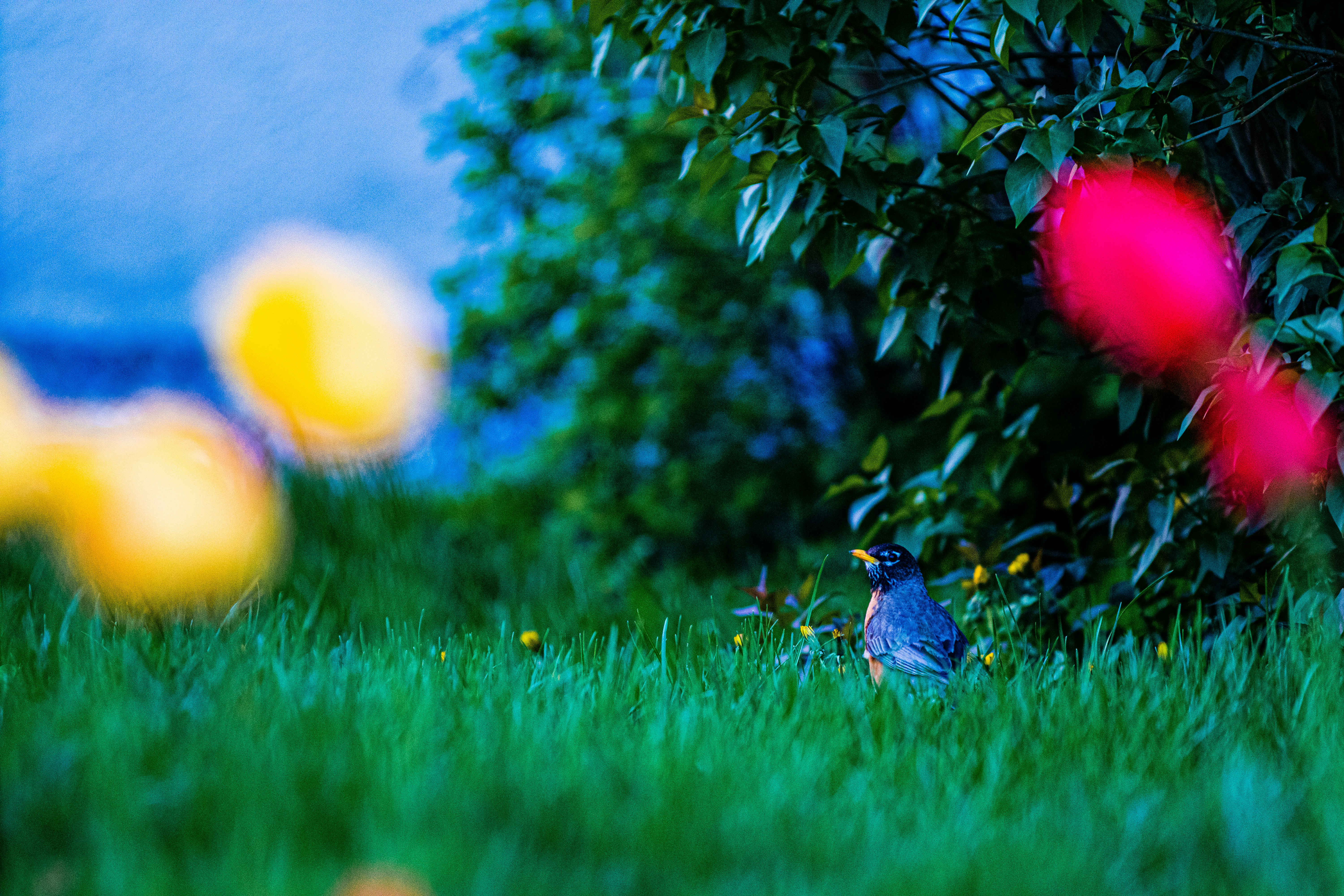 Hidden Songbird Amid Lawn and blooms