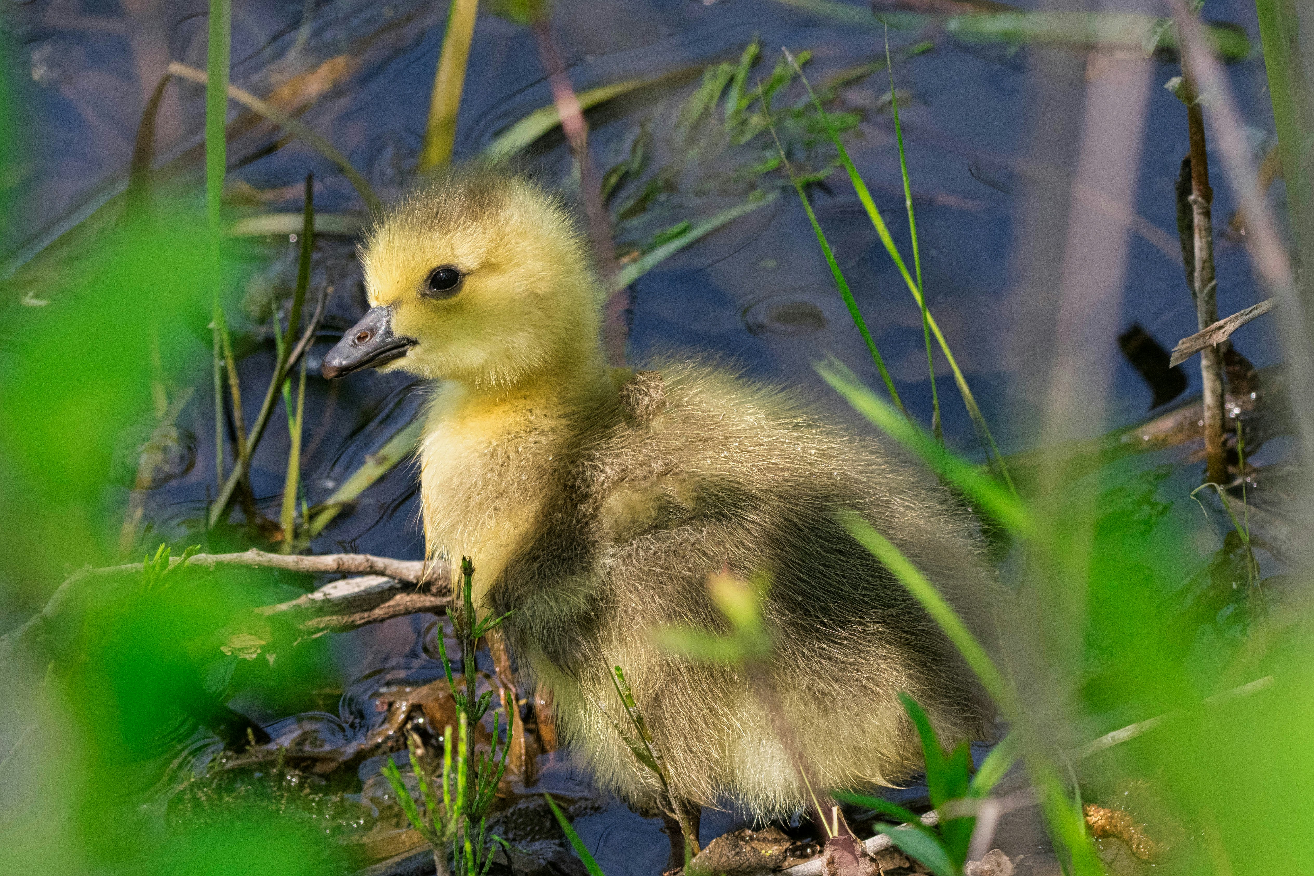 A duckling is sitting in the water photo – Free Vischer ferry nature ...