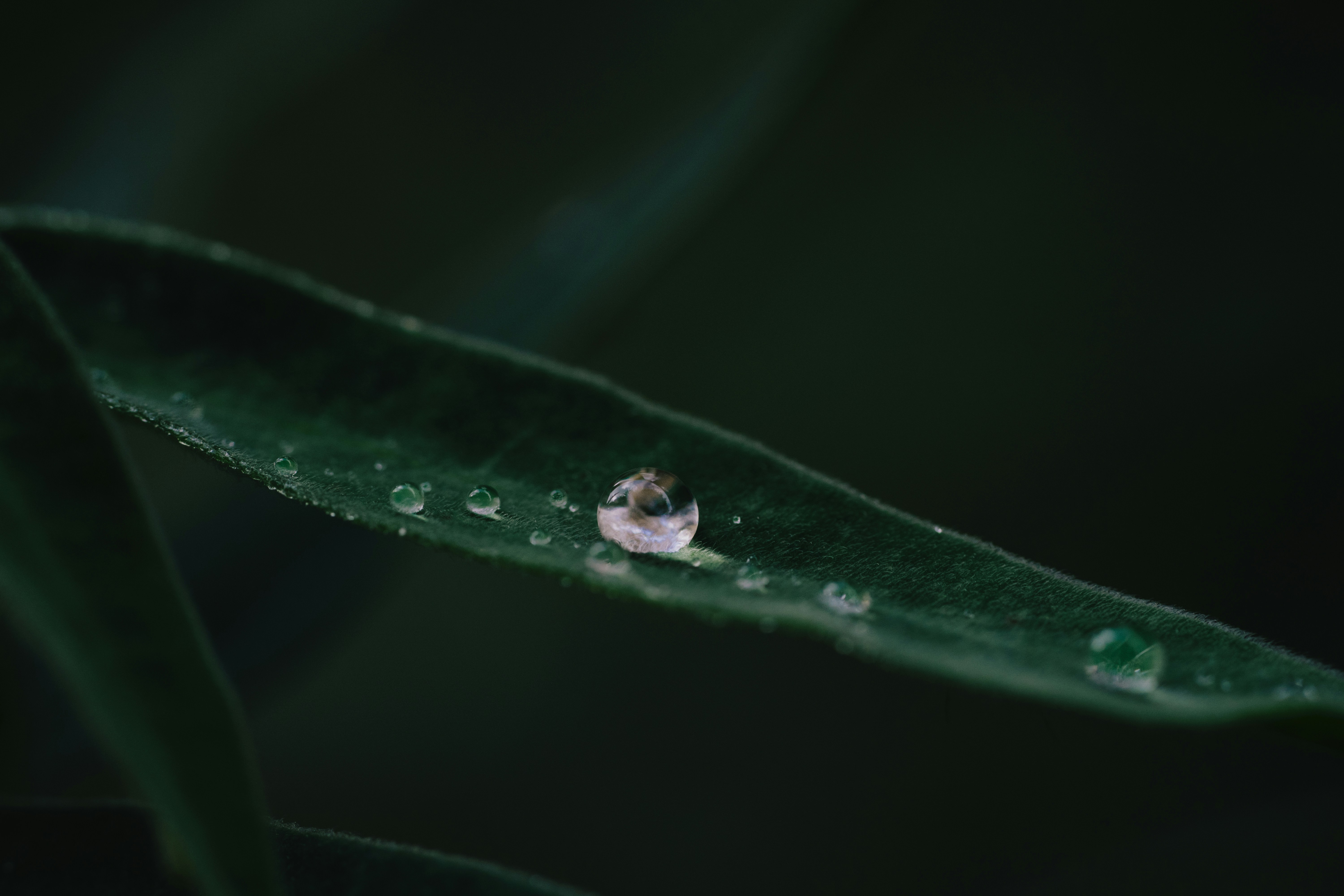 a drop of water on a green leaf