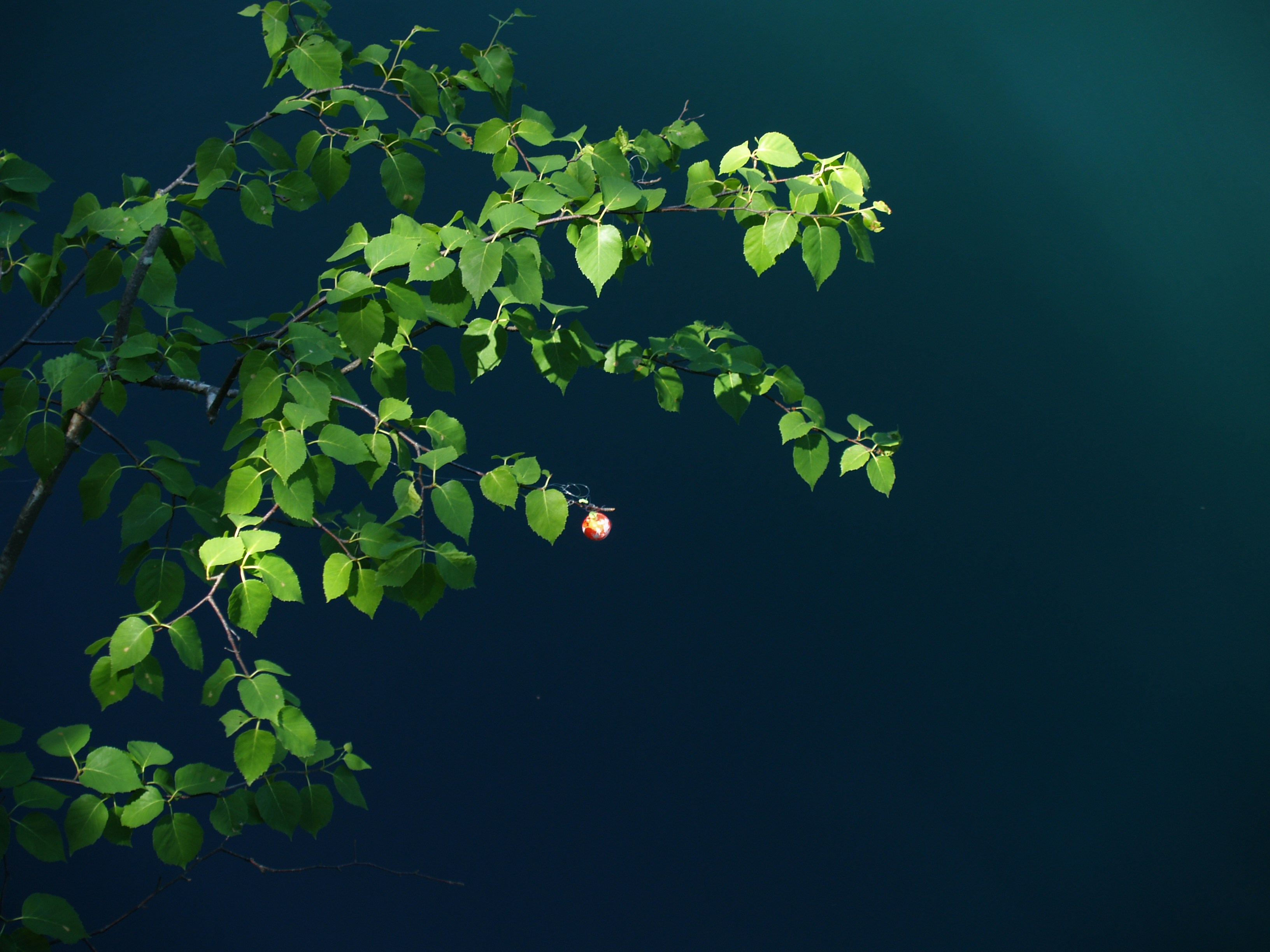 A tree branch with a light bulb hanging from it photo – Free Green ...
