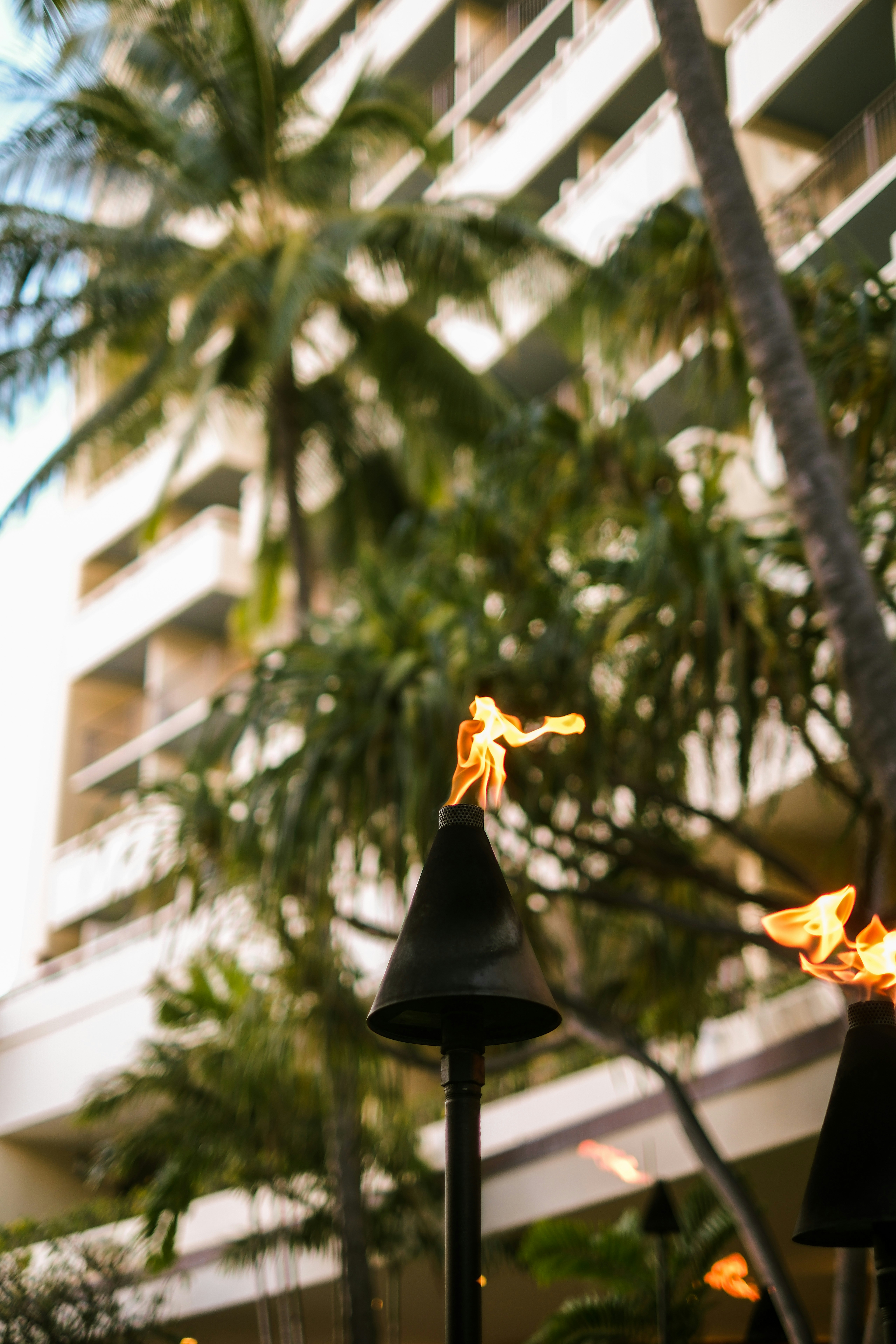 Torches Between Palms and Concrete: A Palm-Lined Courtyard Moment