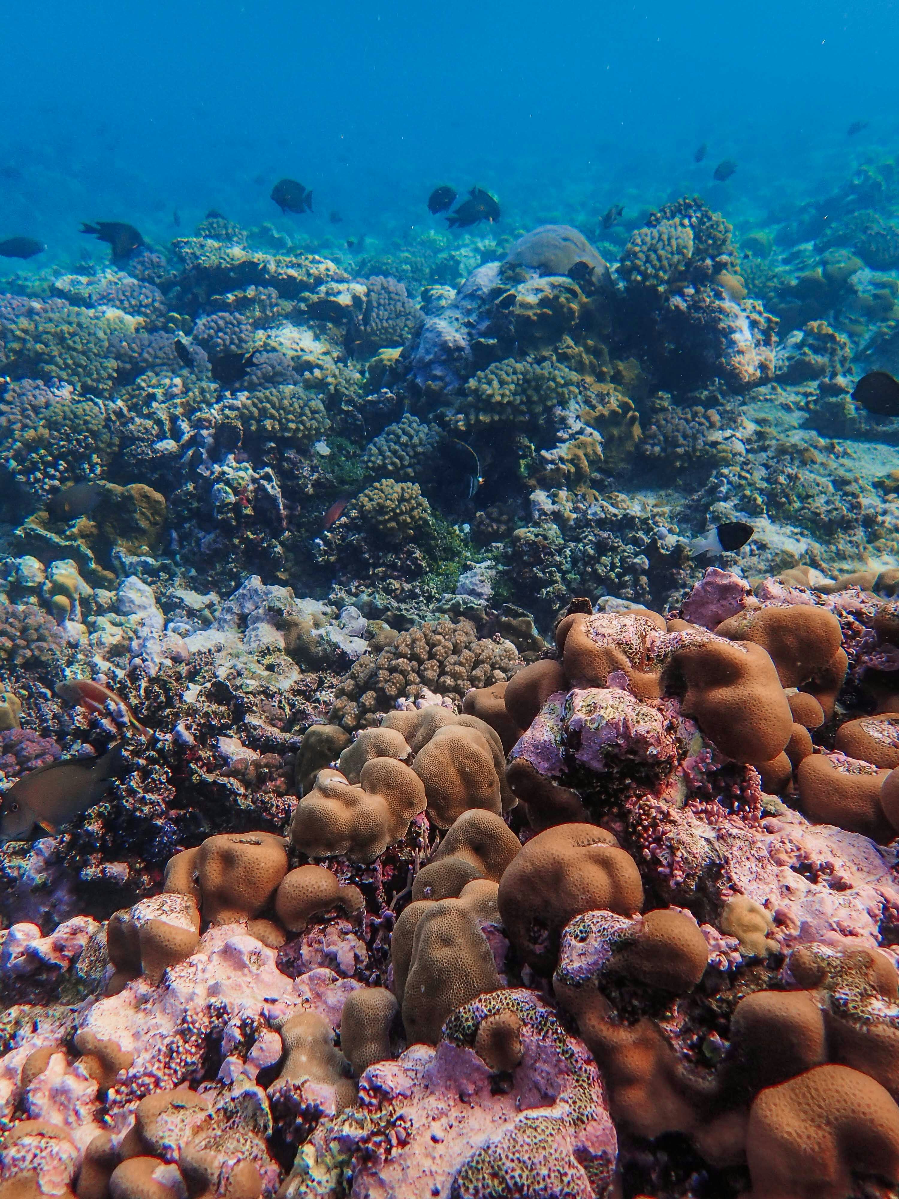 An underwater view of a coral reef with lots of corals photo – Free ...