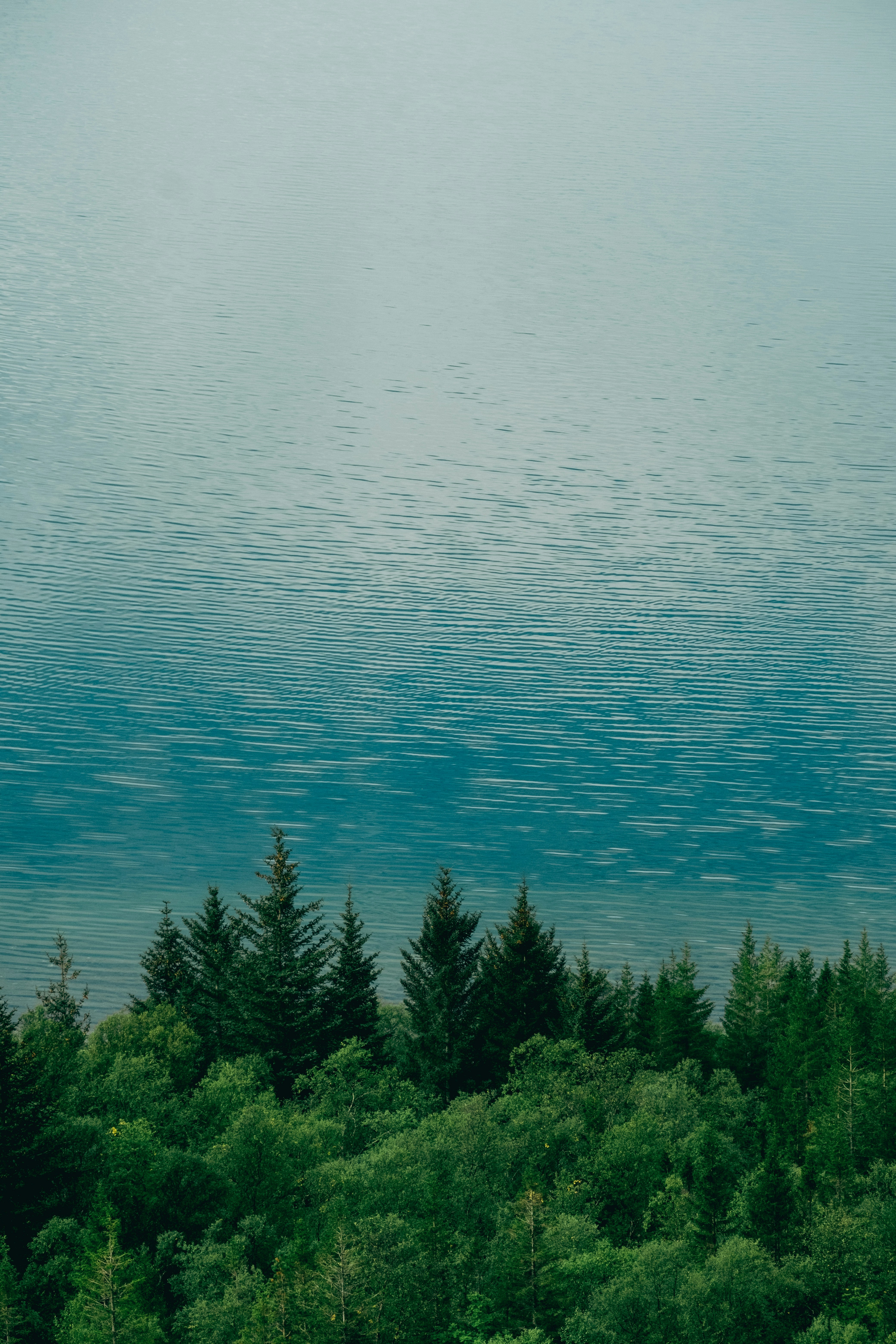 Vibrant green forest borders a serene blue sea under a misty sky.