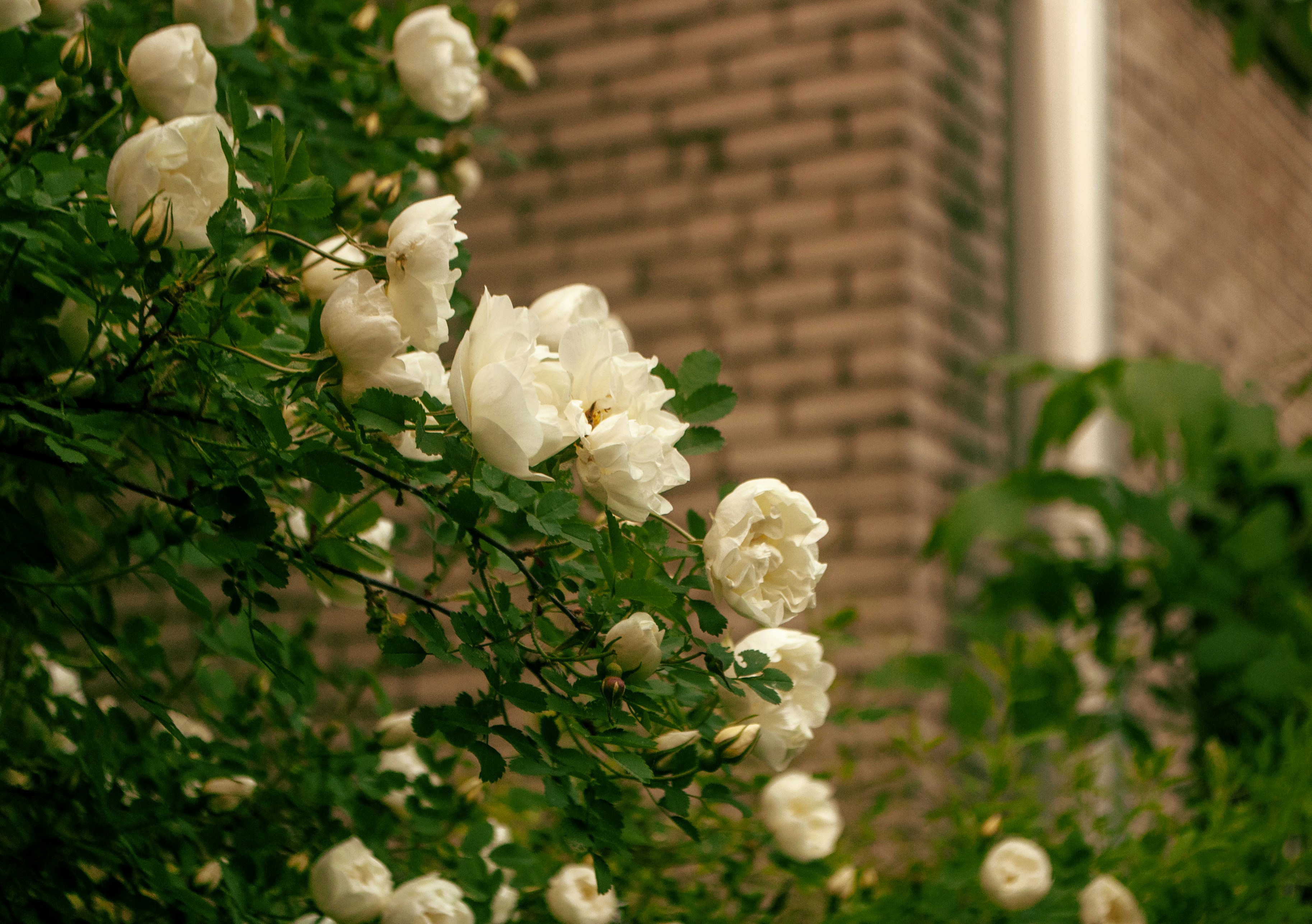 White Roses Framing a Quiet Brick Wall in Soft Daylight