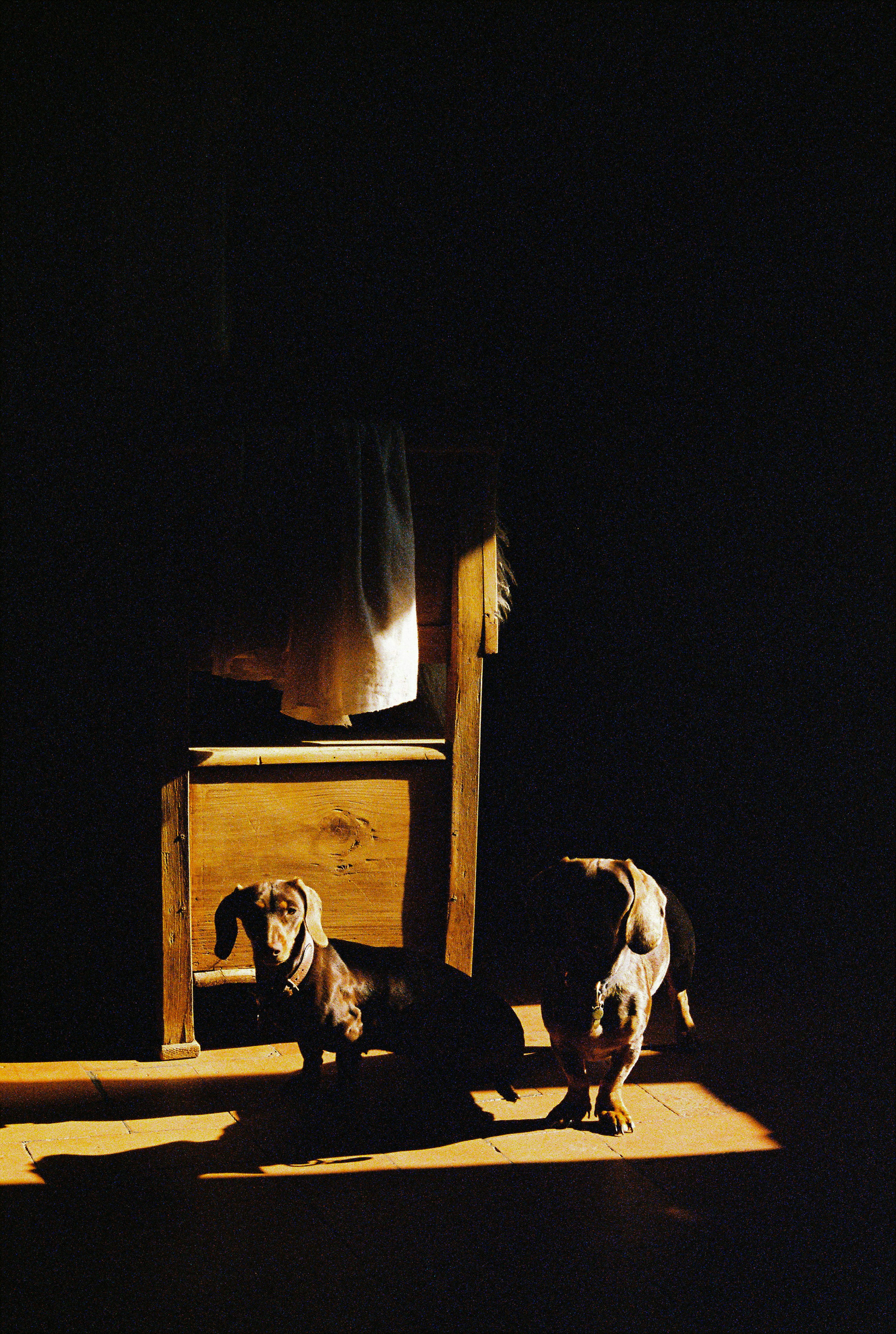 Two Dogs in a Narrow Beam of Light by a Rustic Table