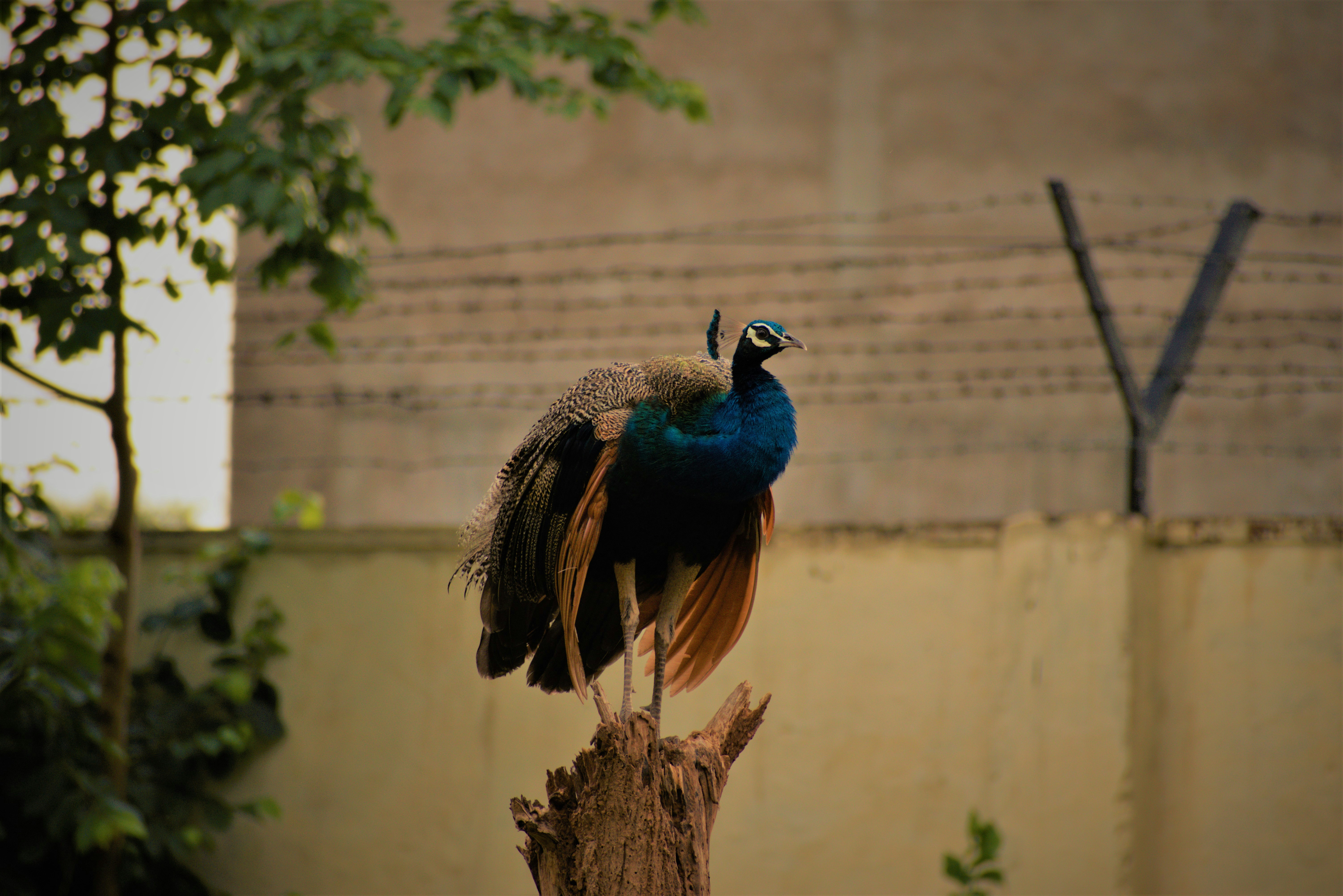 Polychrome Peacock on a Weathered Stump Against a Barbed-Wire Backdrop