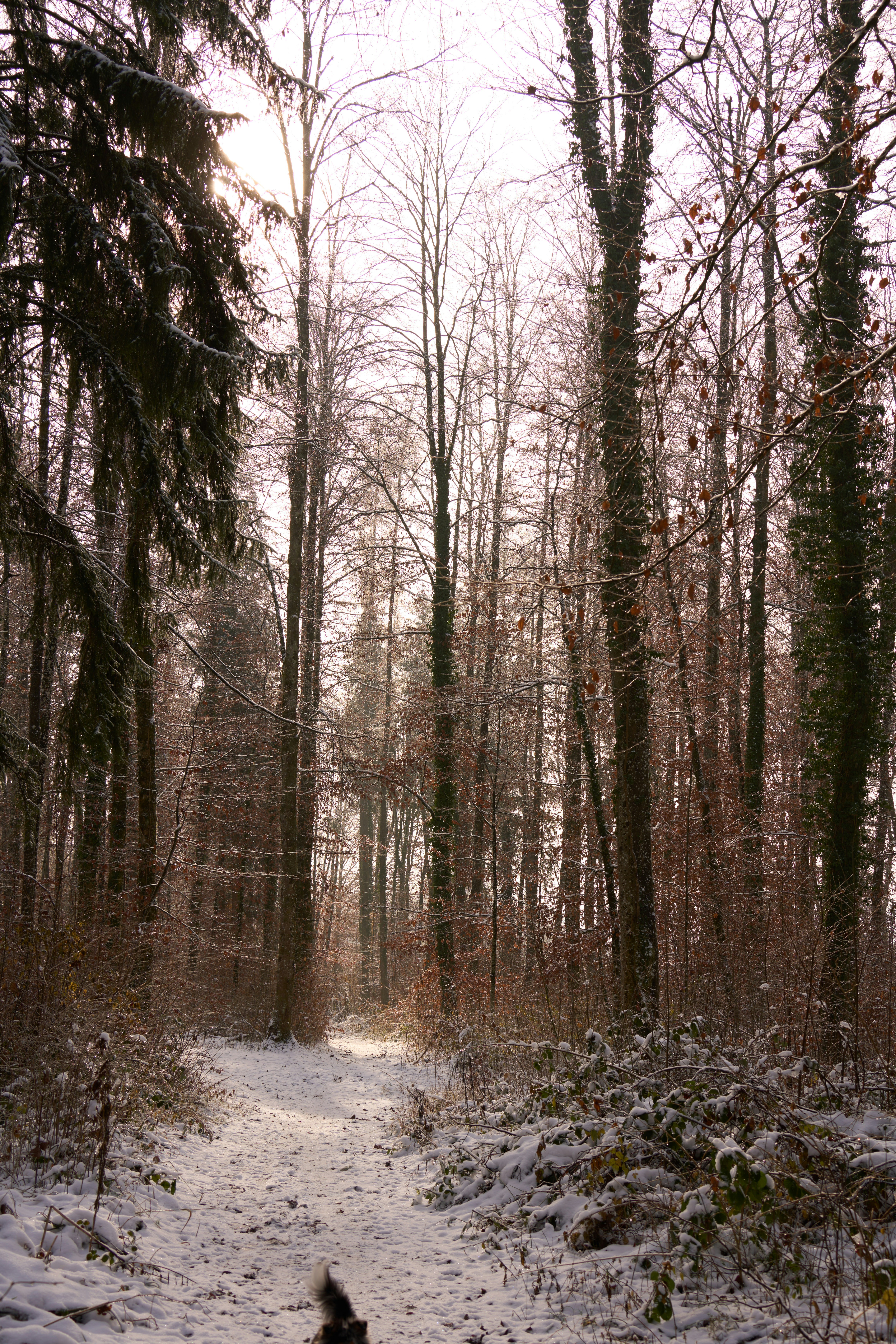 Photo by Wolfgang Hasselmann with Sony Alpha 7 IV