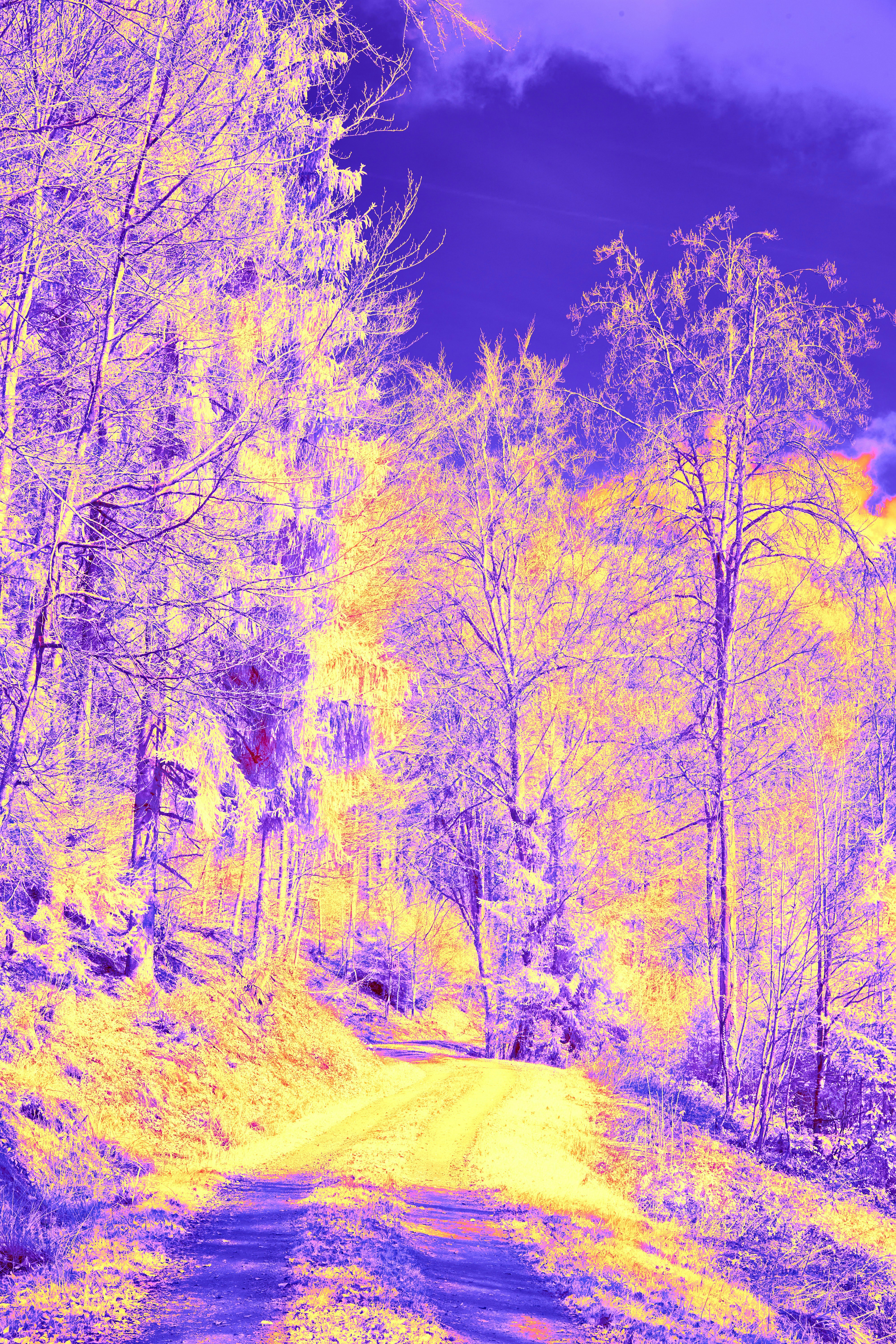 Une image infrarouge d’une route dans les bois photo – Photo La nature ...