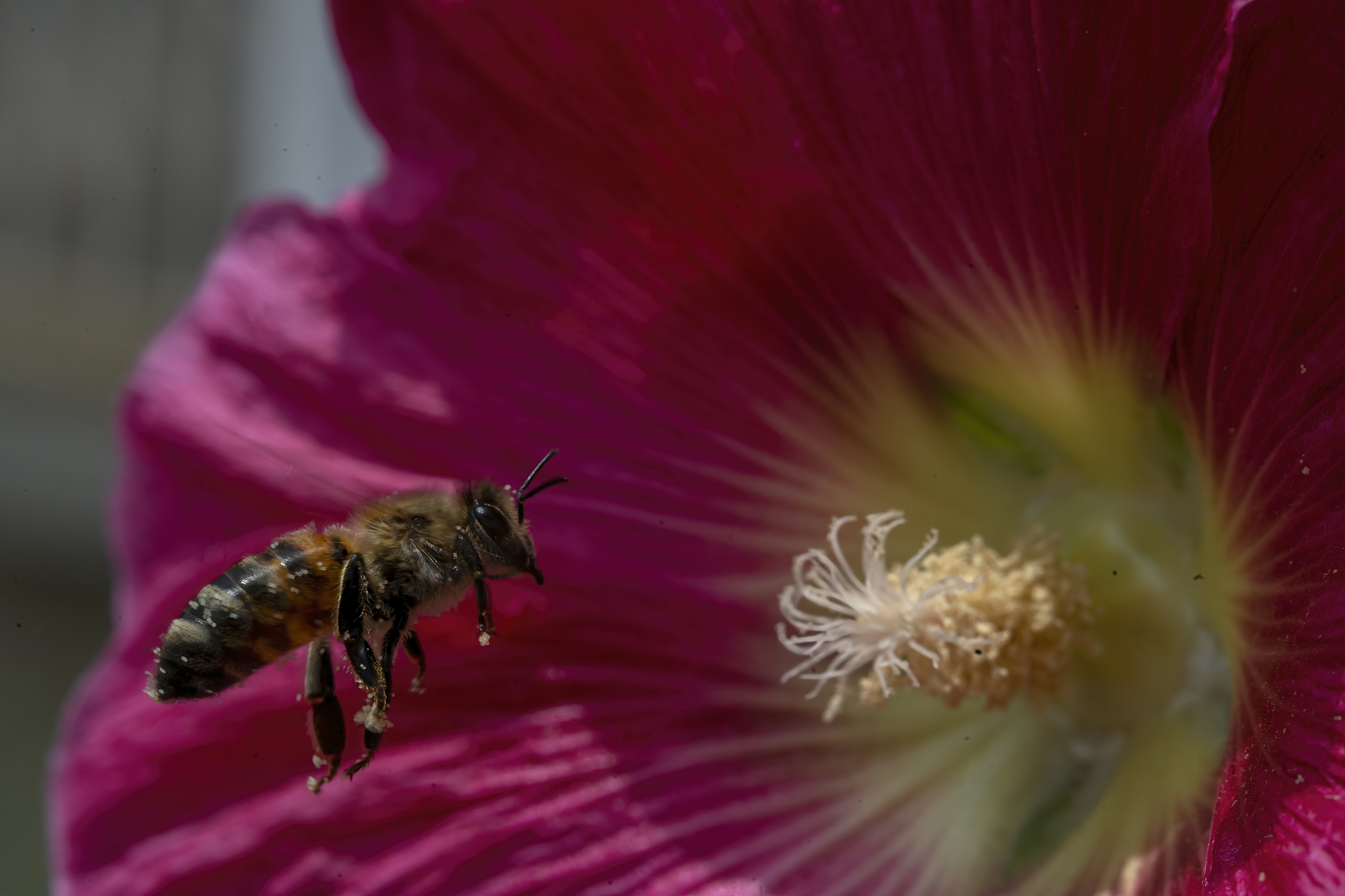 A close up of a bee on a flower photo – Free Tehran Image on Unsplash