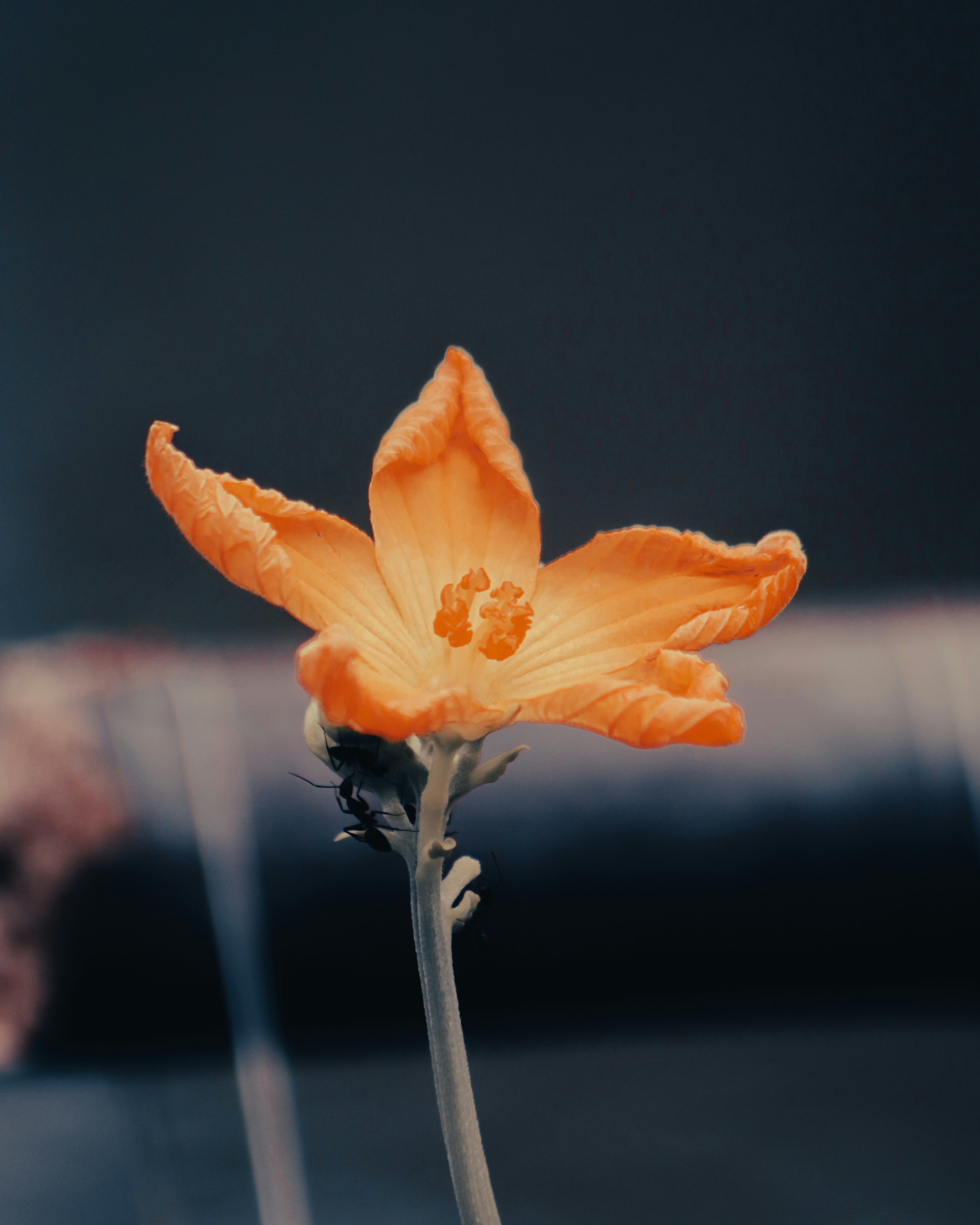 Orange bloom on a velvet-dark stage