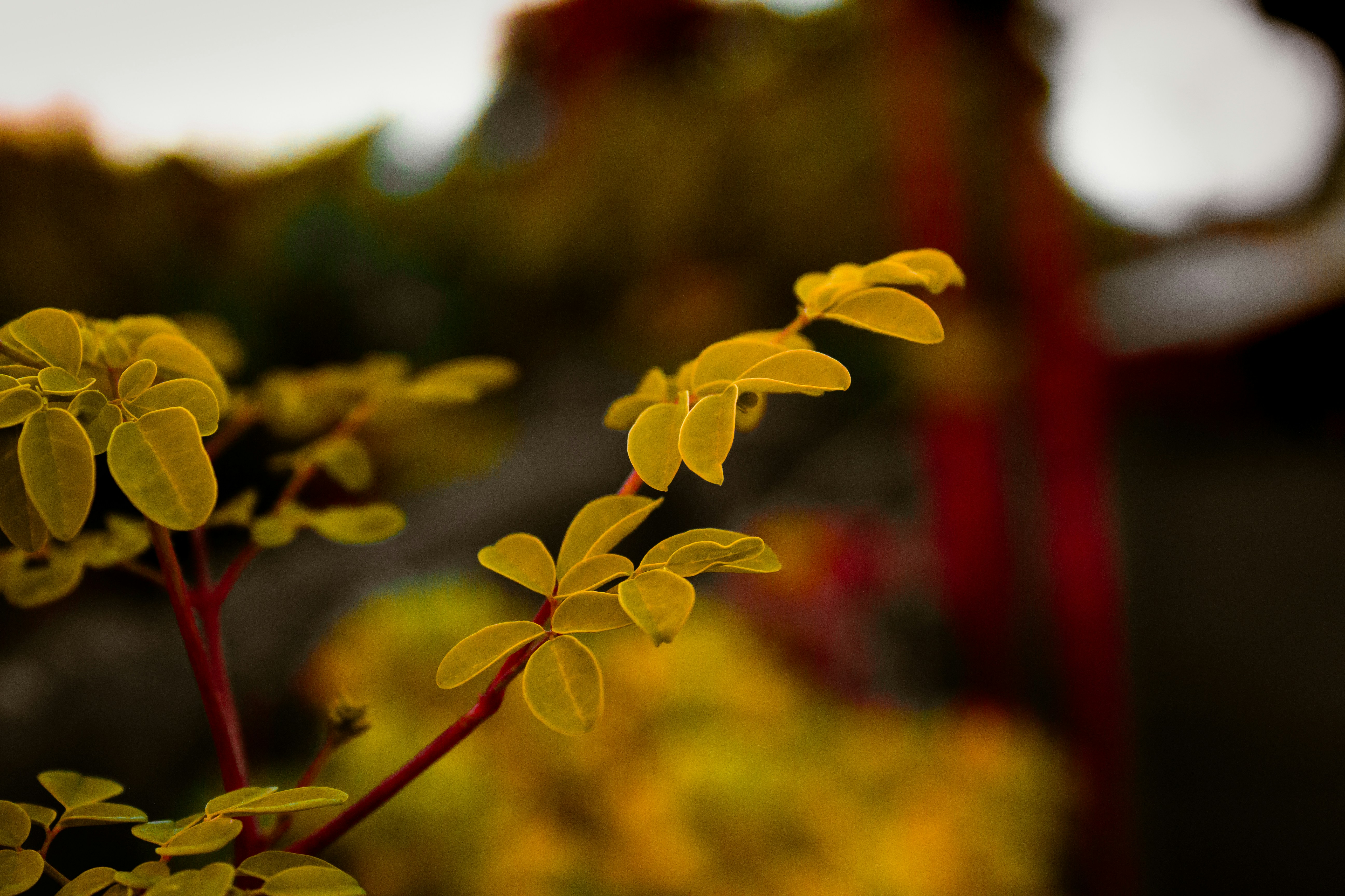 Gold-tinged Leaves in a Velvet Bokeh Garden