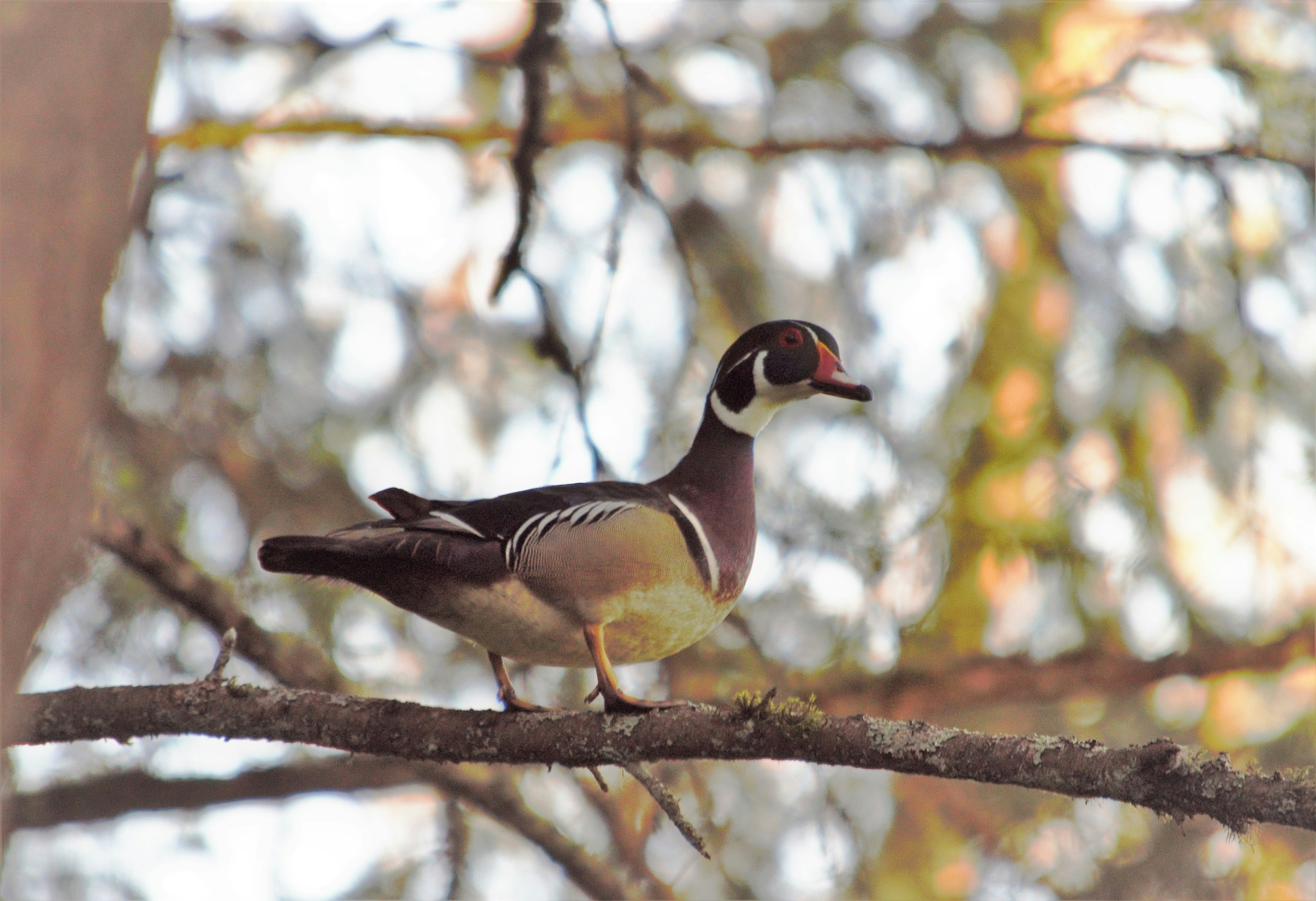 Sunlit Mallard Perches on a Dappled Branch in Quiet Woodland