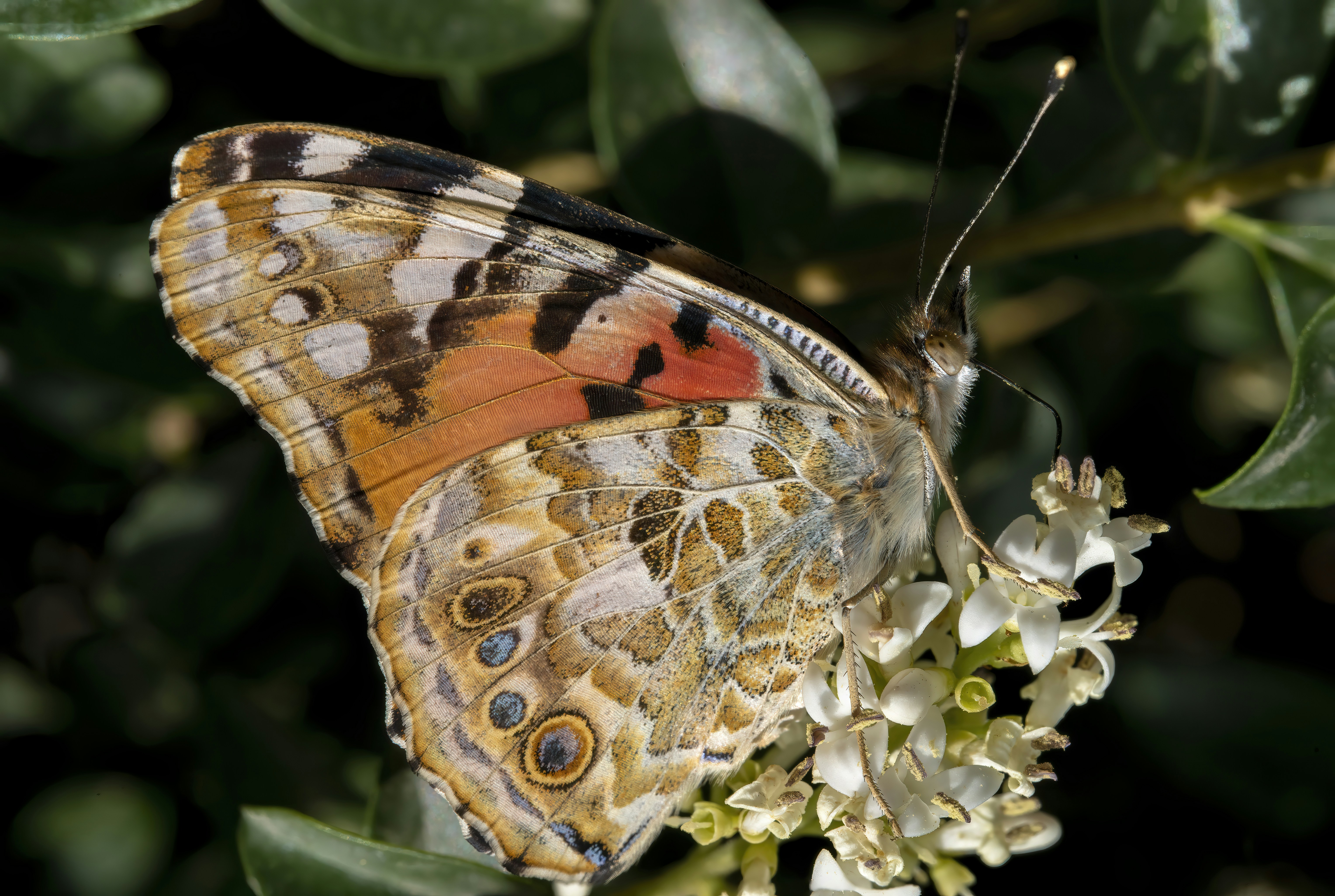 A close up of a butterfly on a flower photo – Free Butterfly Image on ...