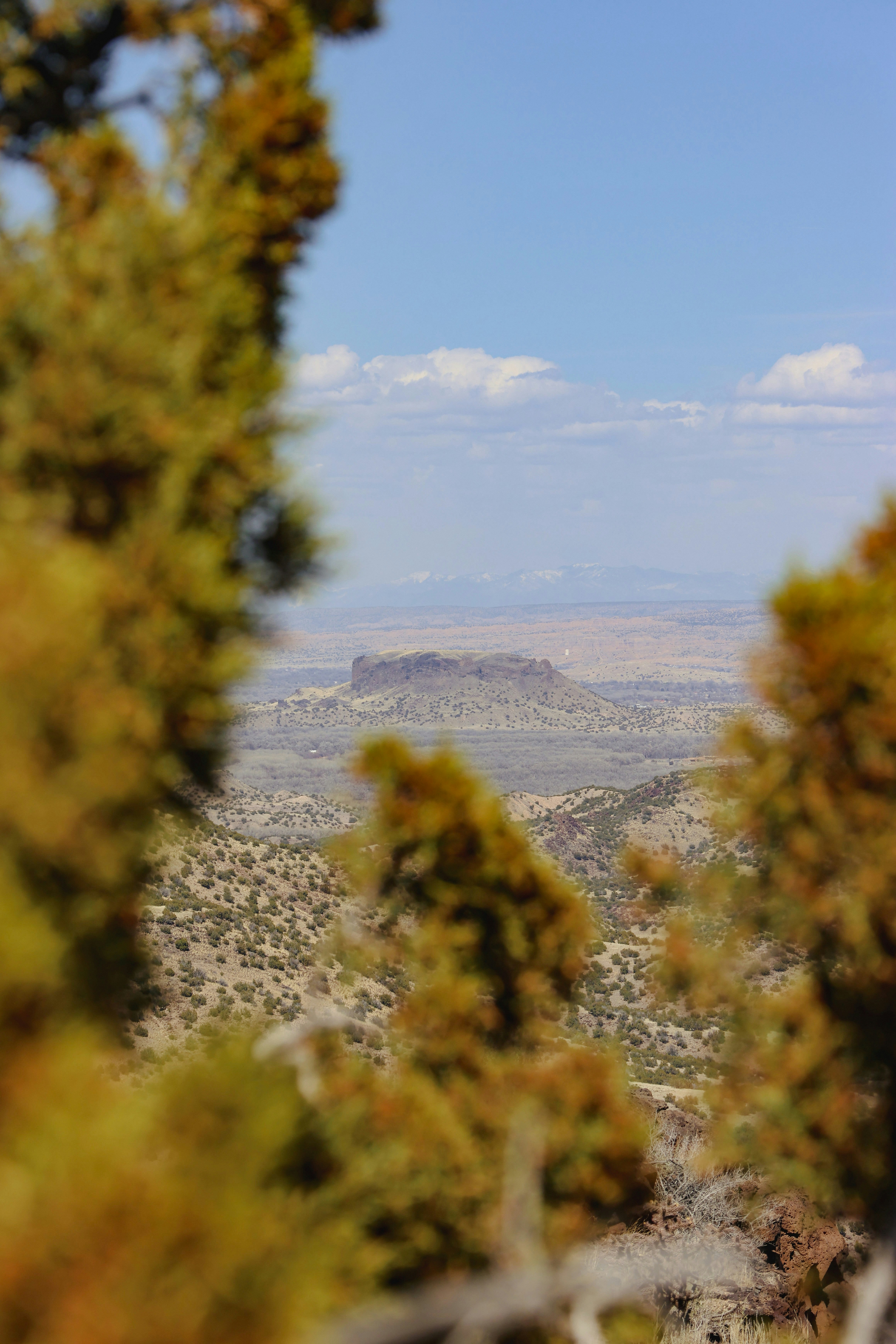 Between Pine Frames: A Desert Mesa Emerges Under a Blue Sky