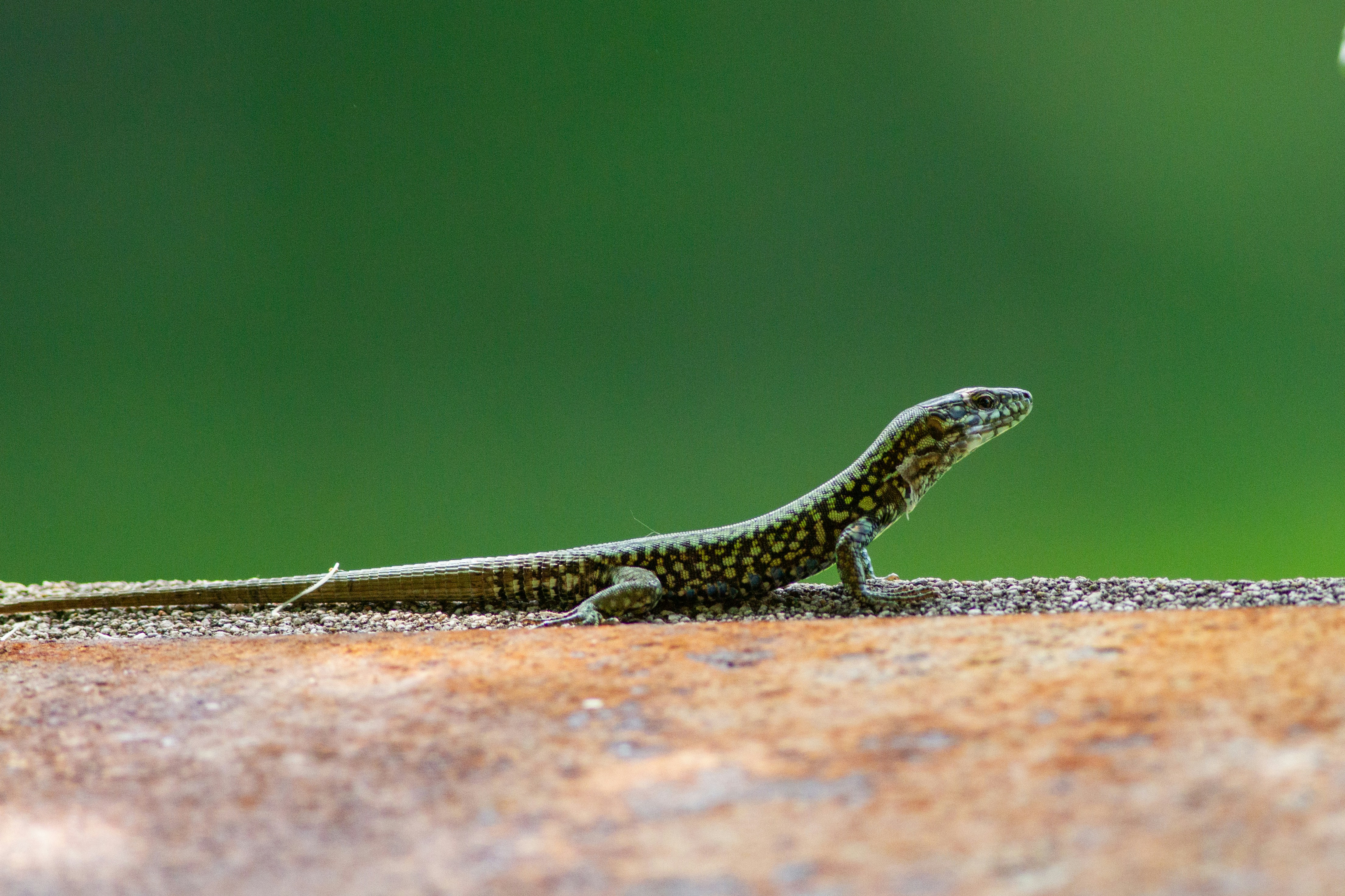 Photo by Mattia Poli with Canon EOS 7D