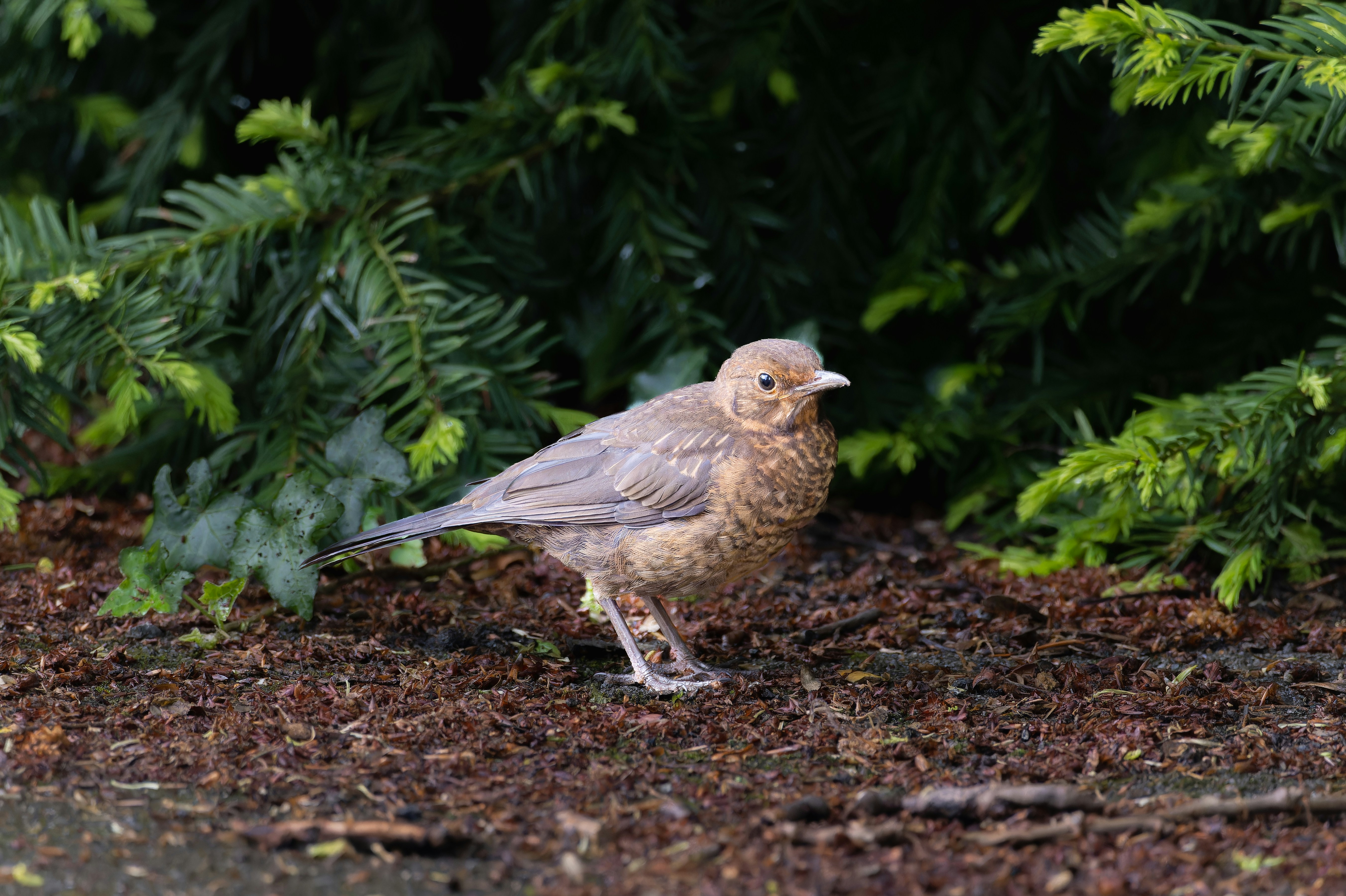 Grounded Watcher: A juvenile robin-like bird amid earth and evergreen backdrop