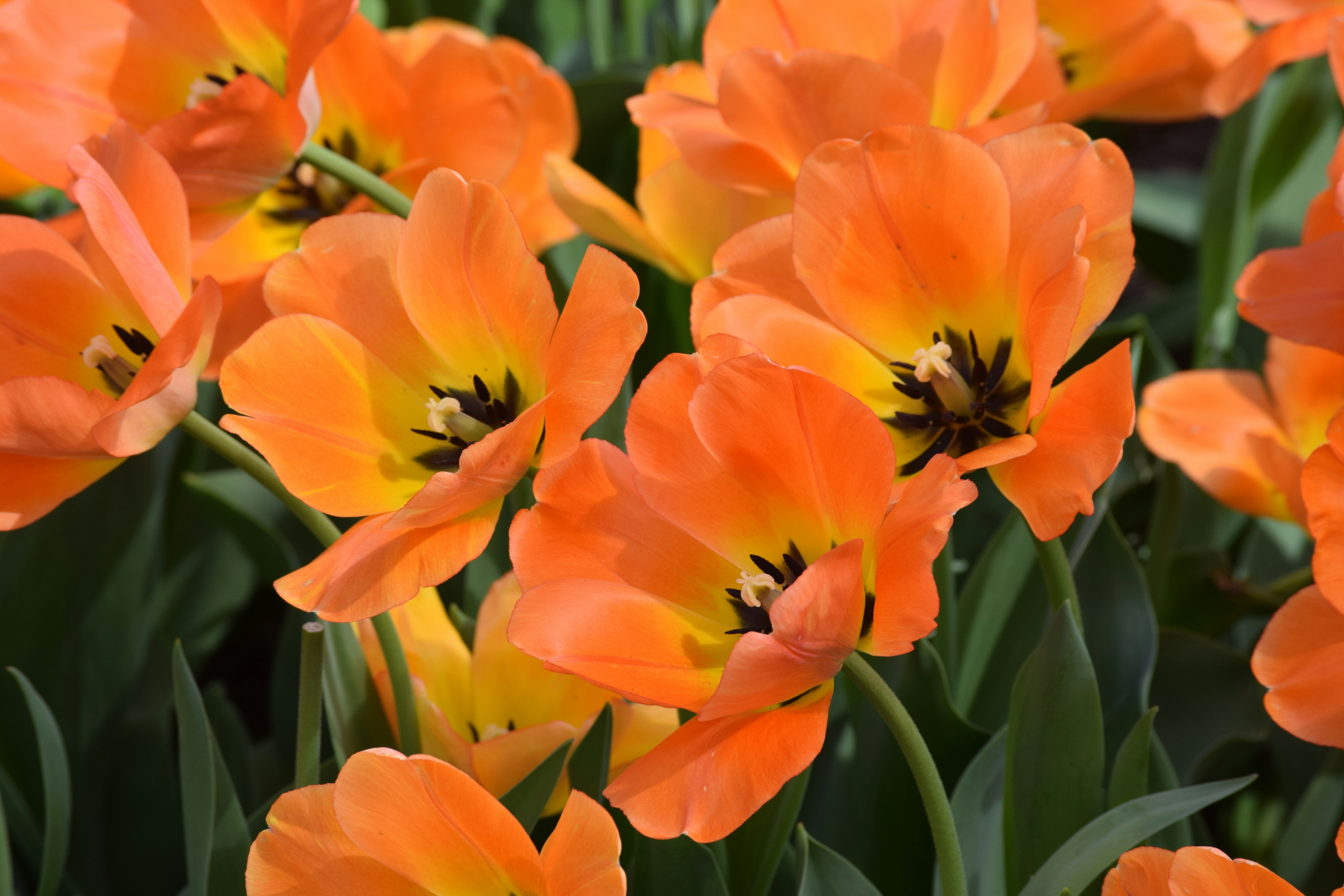 Petal Chorus: Orange Tulips Framing a Sunlit Bloom